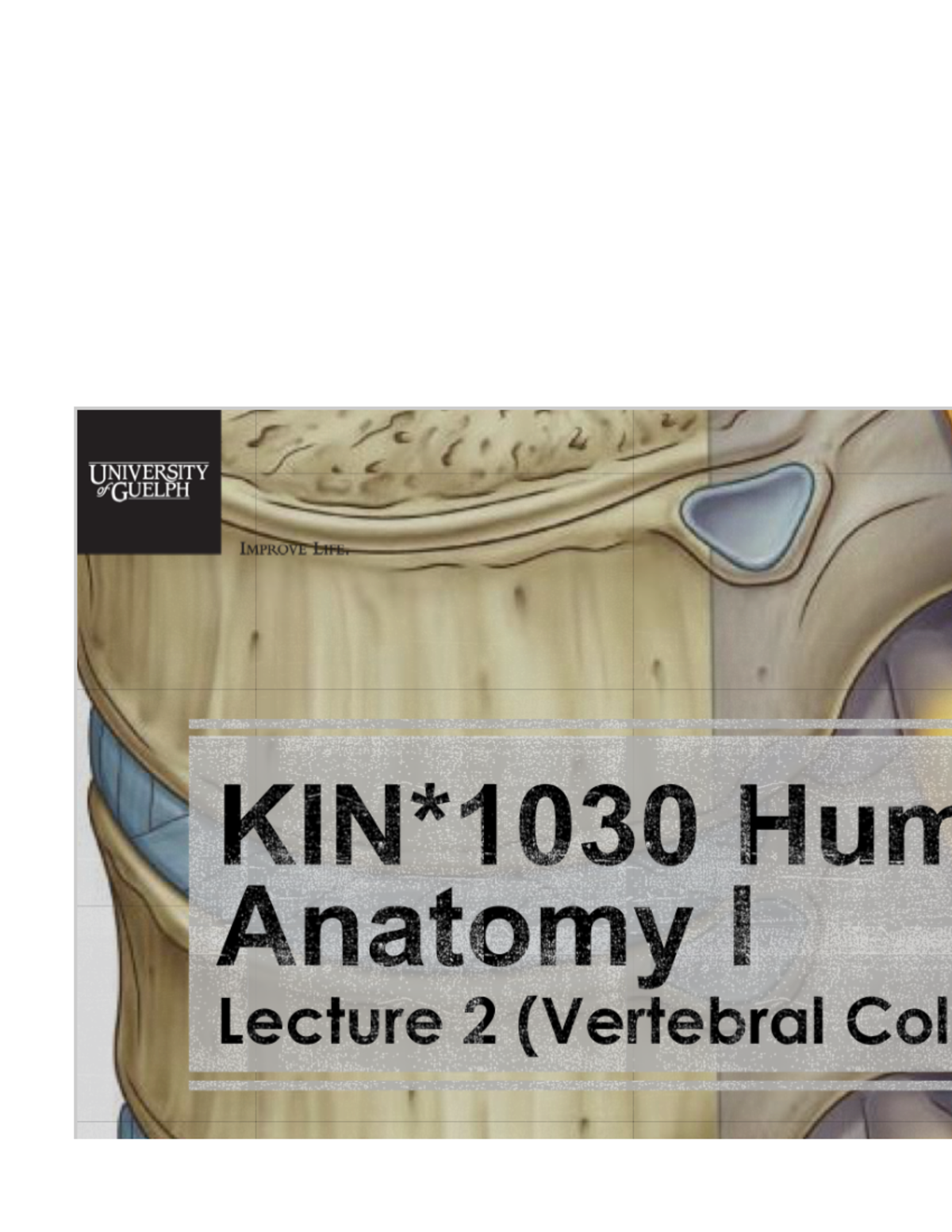 Lecture 2 - hope it helps - Singular: vertebra Vertebral body ...