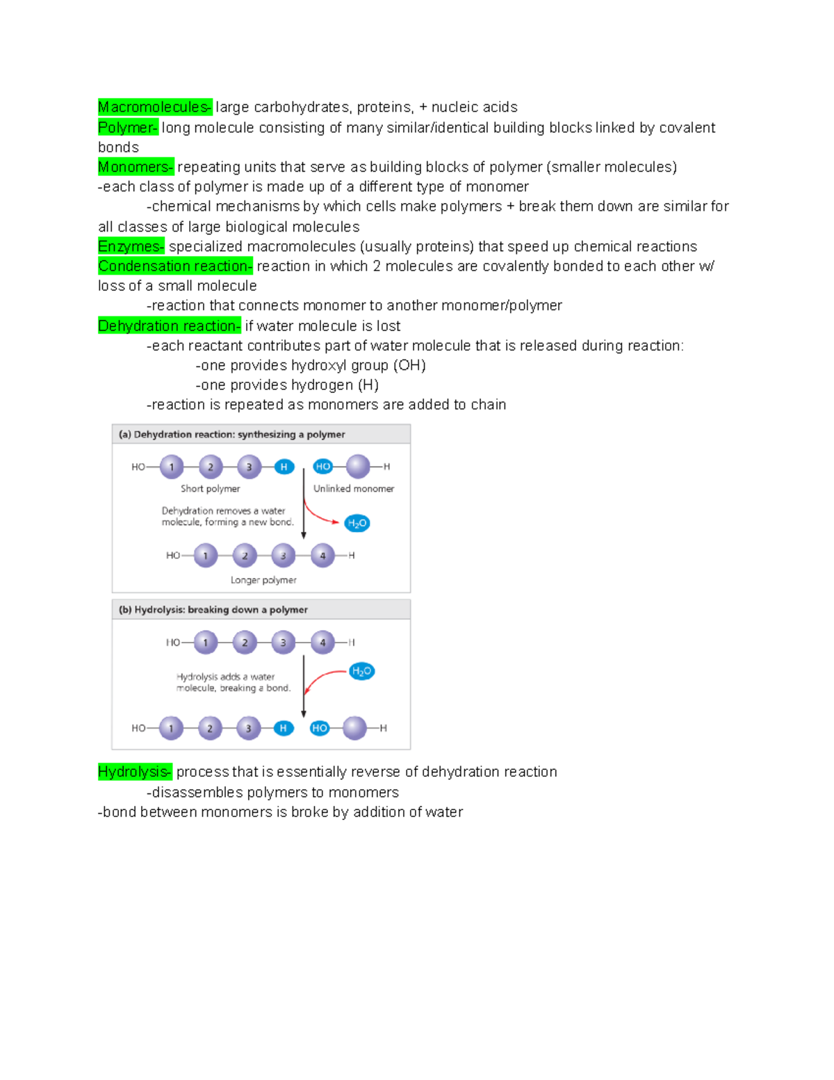 The synthesis and breakdown of polymers - Macromolecules- large ...