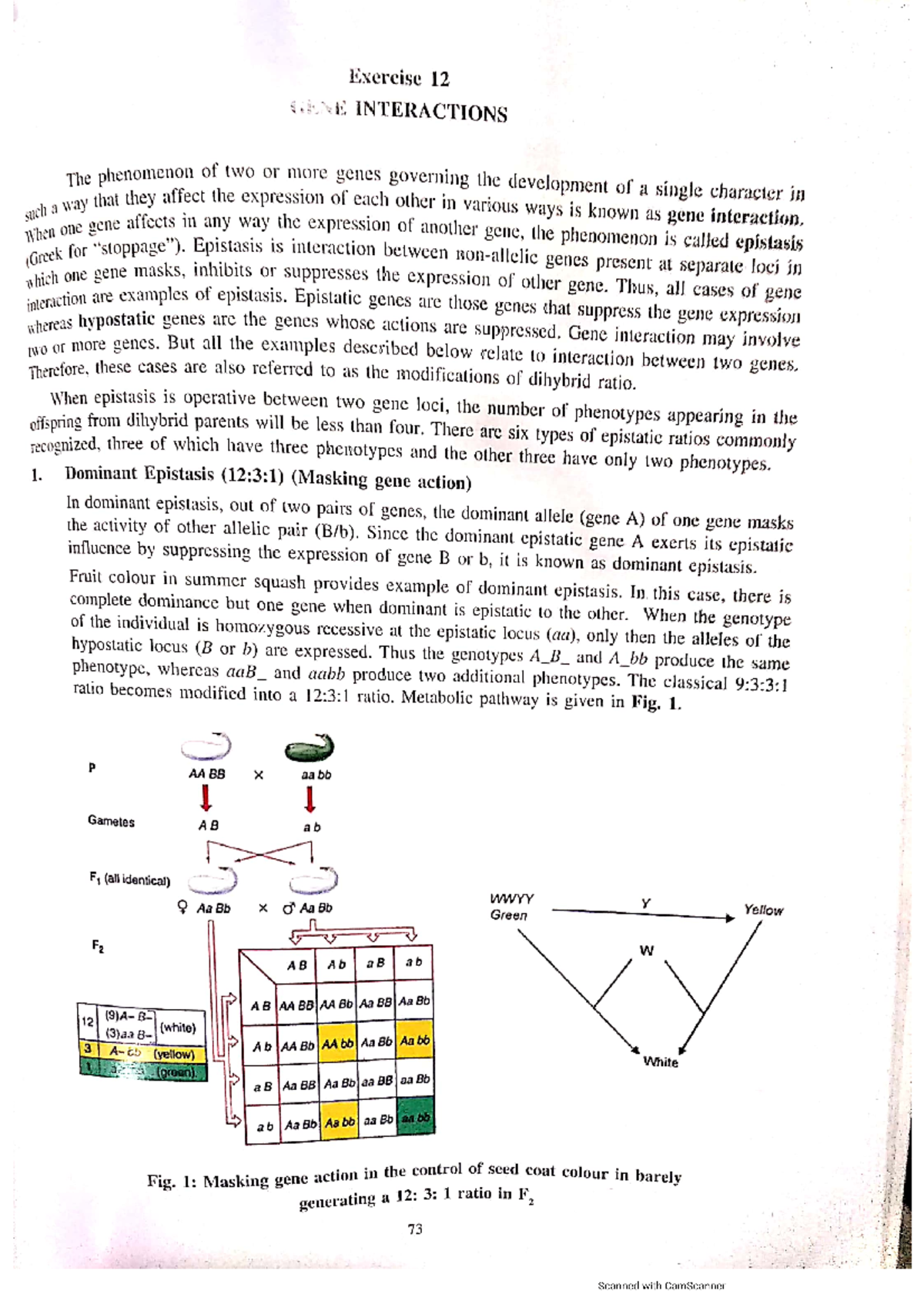 Gene interactions exercise - Gene interaction in plant breeding and ...