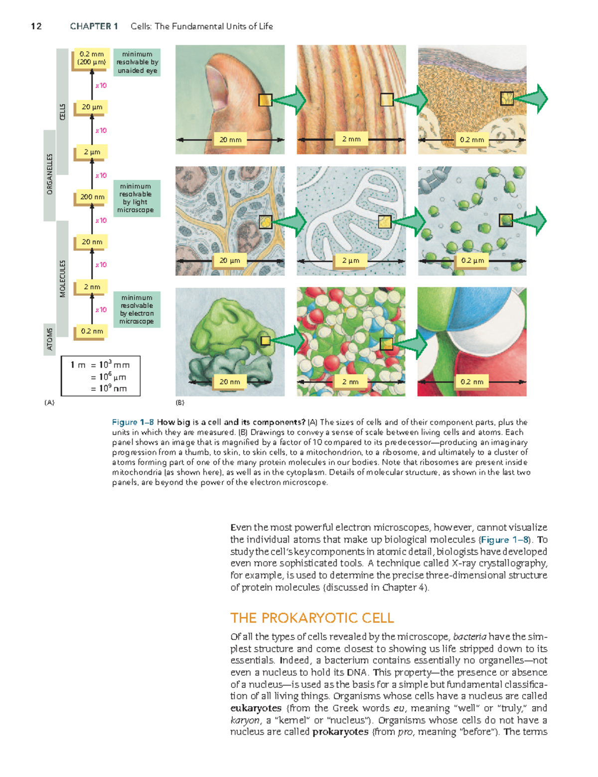 Essential Cell Biology matery-13 - 12 CHAPTER 1 Cells: The Fundamental ...