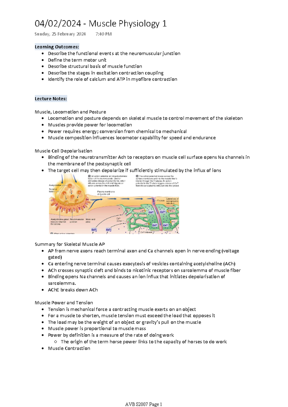 Muscle Physiology - Learning Outcomes: - Describe the functional events ...