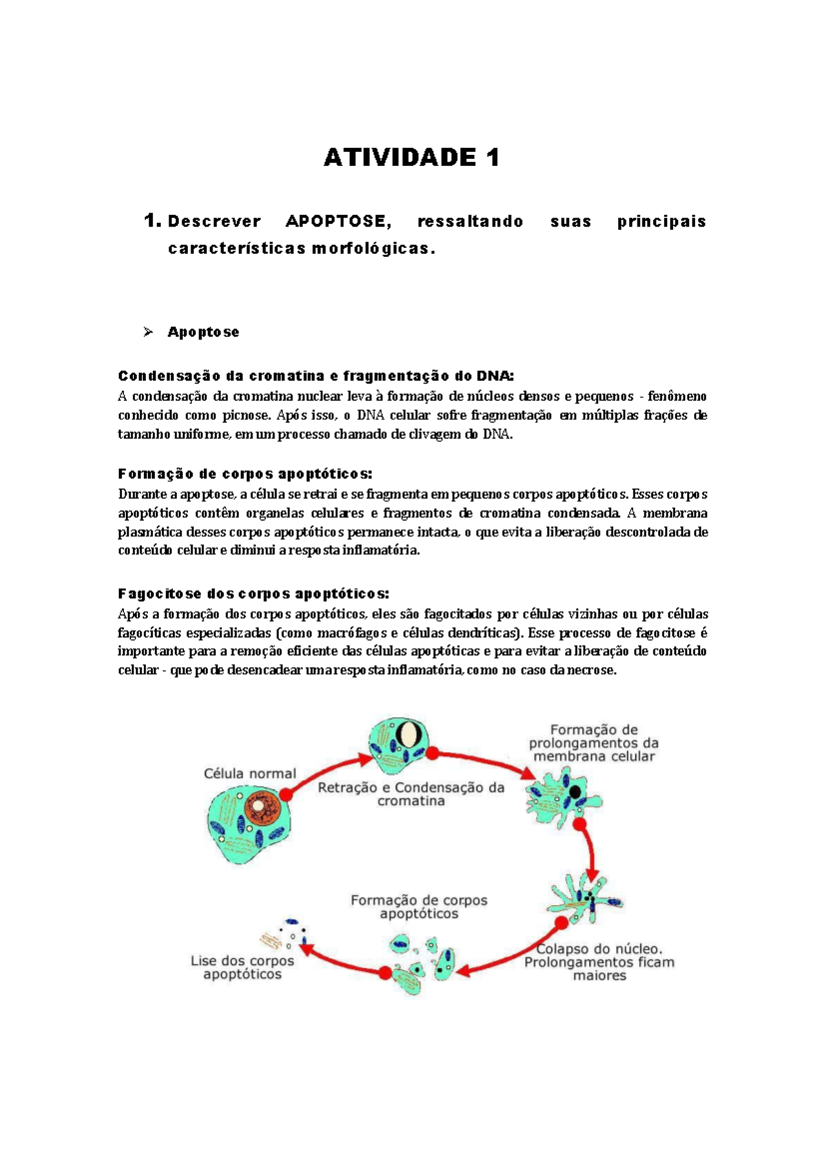 Roteiro Morfo 1 AES5 - ATIVIDADE 1 1. Descrever APOPTOSE, ressaltando suas principais - Studocu