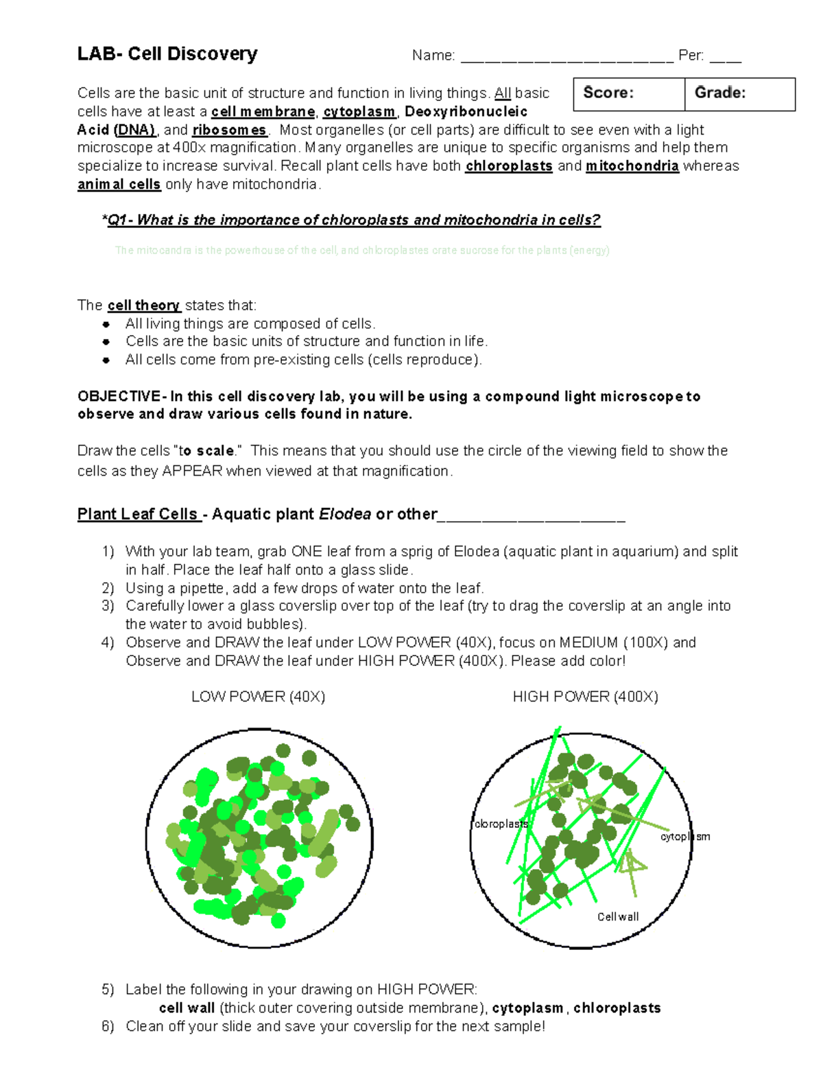 LAB- Cell Discovery - All basic cells have at least a cell membrane ...
