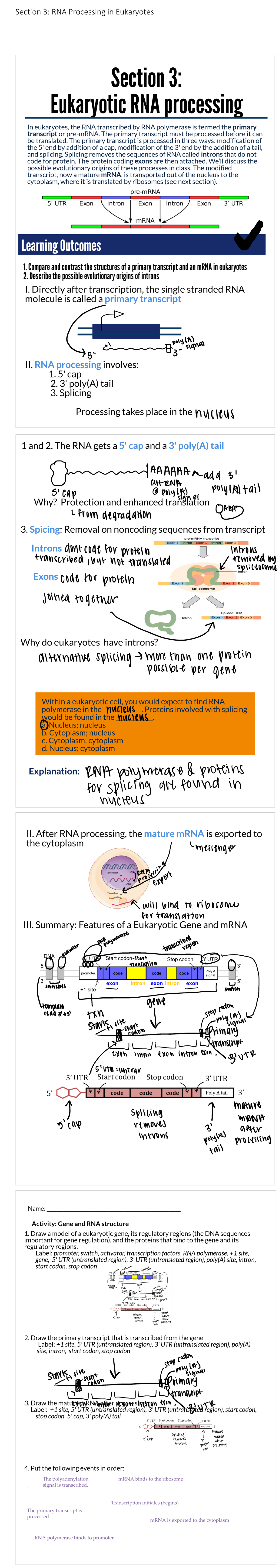 Section 3 RNA Processing in Eukaryotes - BIO148 - Section 3: RNA ... Section 3 RNA Processing in Eukaryotes - BIO148 - Section 3: RNA ...