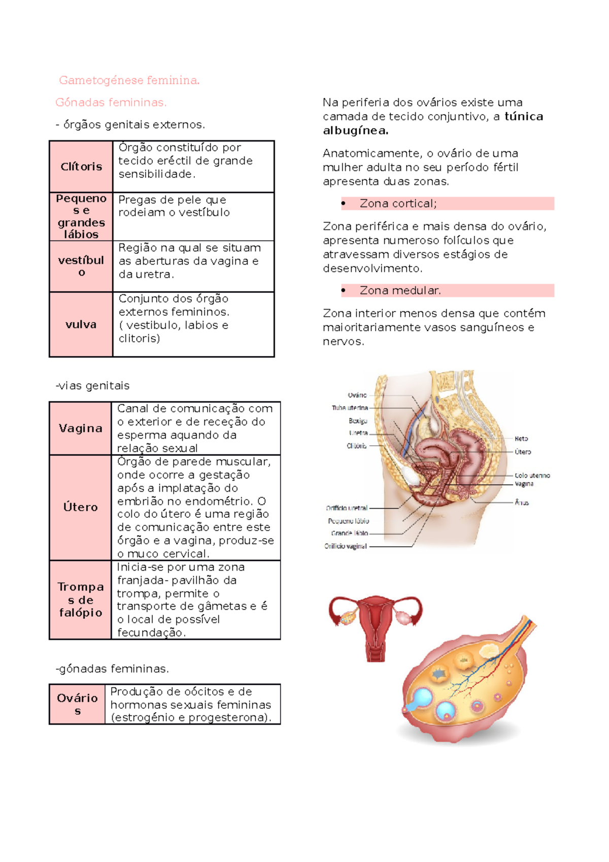 Gametogénese feminina - Gónadas femininas. órgãos genitais externos ...