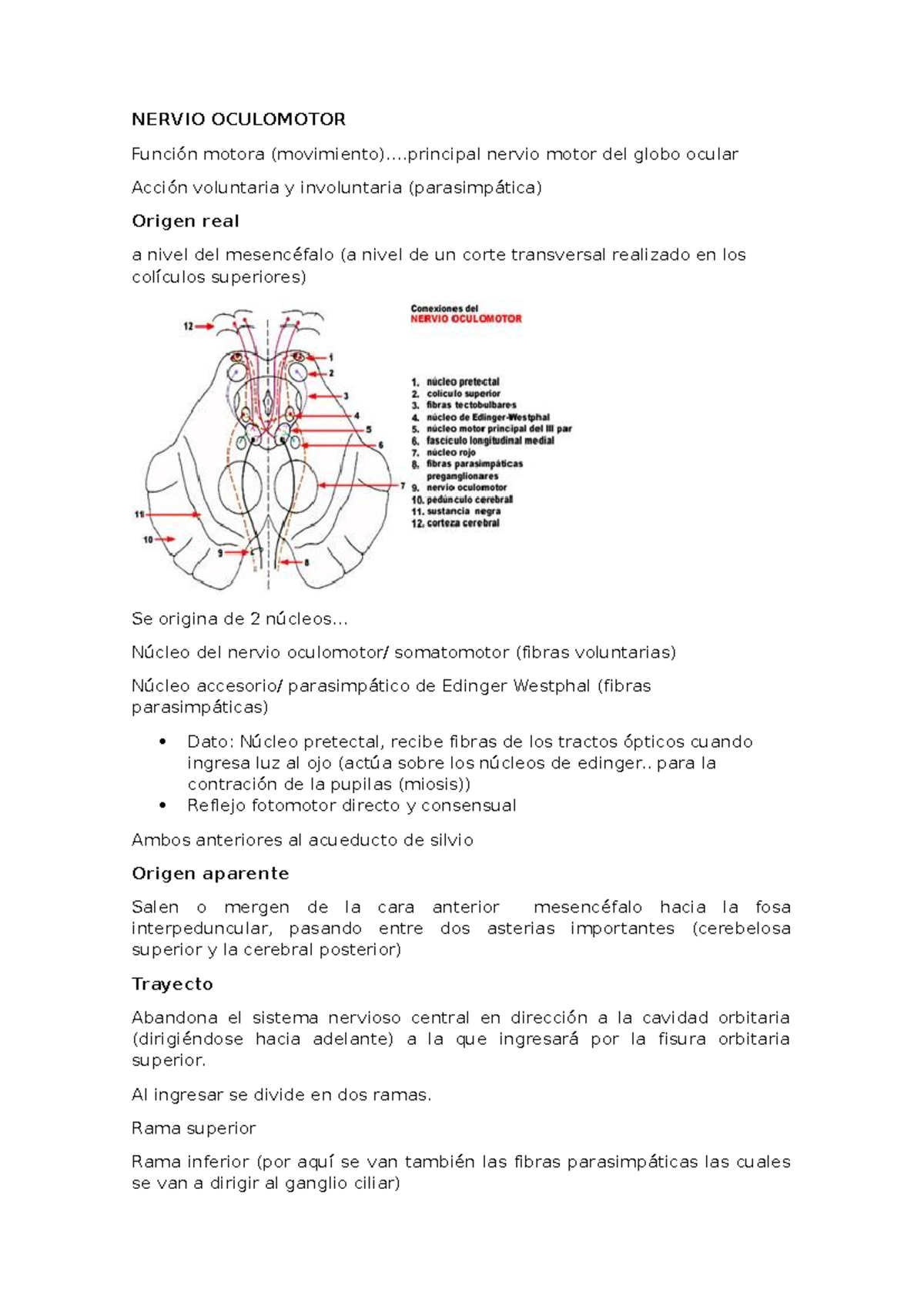 Función motora - Nervio oculomotor - NERVIO OCULOMOTOR Función motora ...