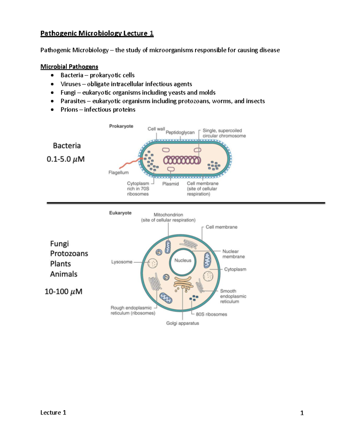 Pathogenic Microbiology Test 1 Lectures 1-9 BIO 4405 - Lecture 1 1 ...