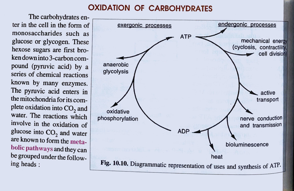 Oxidation Of Carbohydrates - Bsc Nursing - Studocu