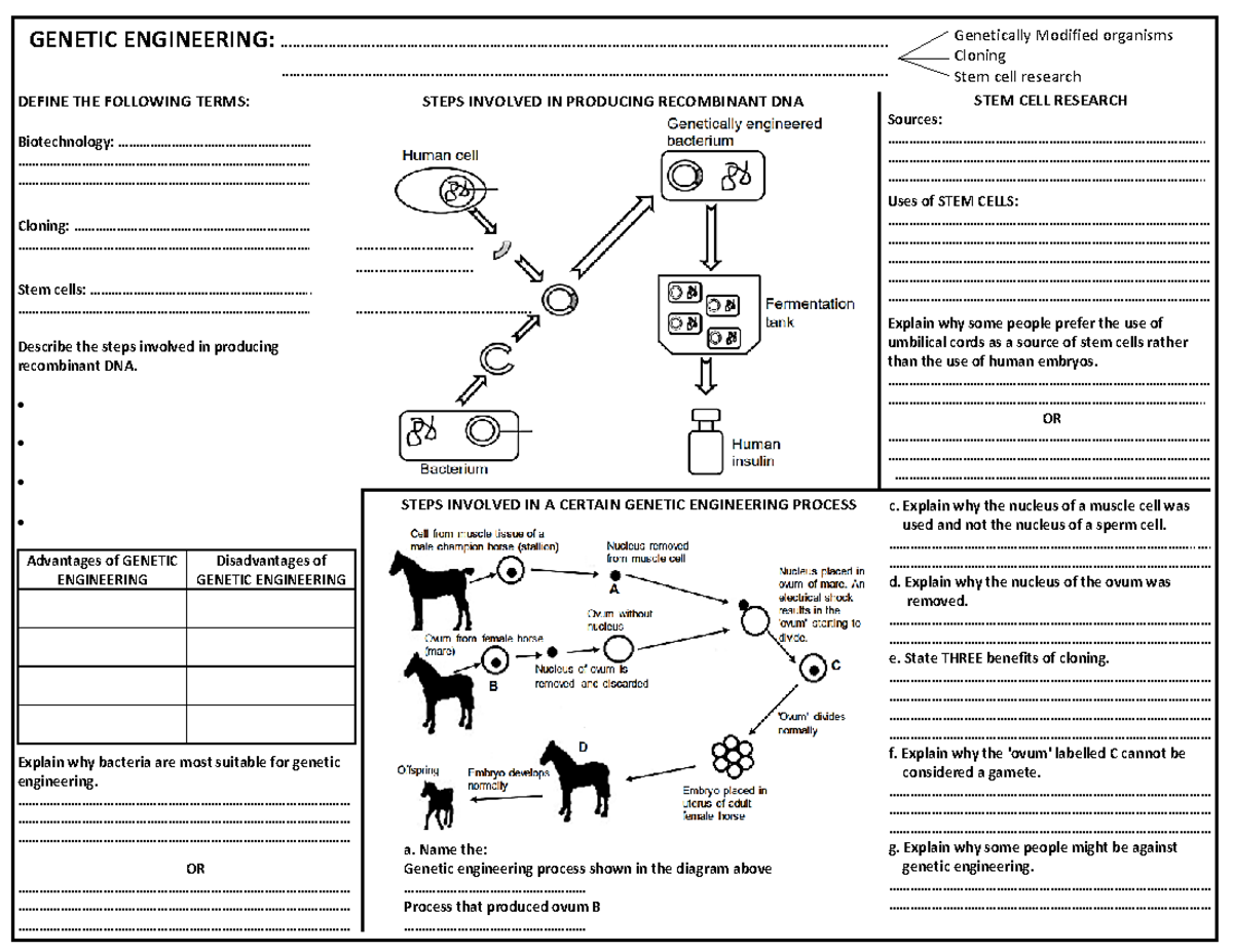 6.4 Genetics ONE Pager ENG - D DEFINE THE FOLLOWING TERMS ...