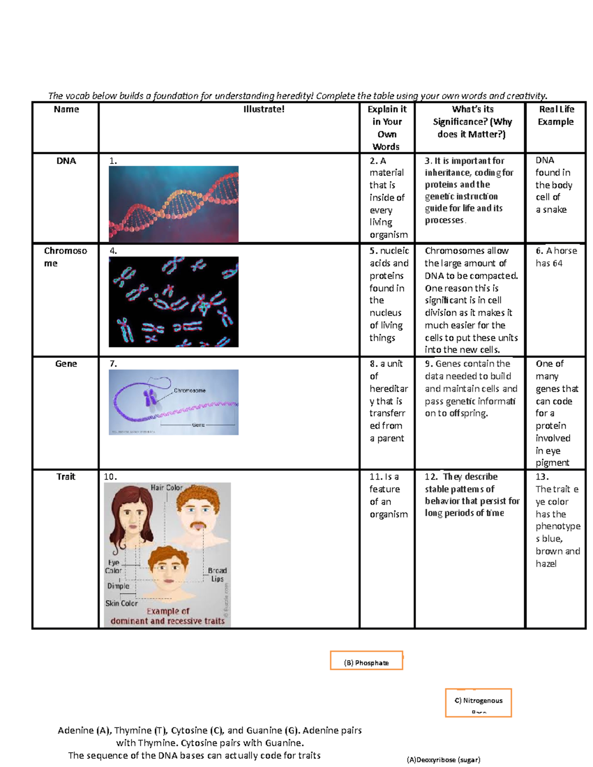 Juan s Amoeba Sisters DNA Handout - The vocab below builds a foundation ...