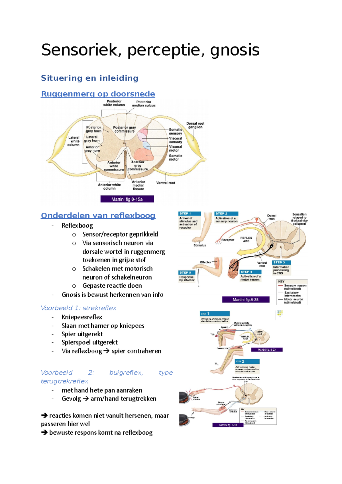 Gnosis - Sensoriek, perceptie, gnosis Situering en inleiding Ruggenmerg ...