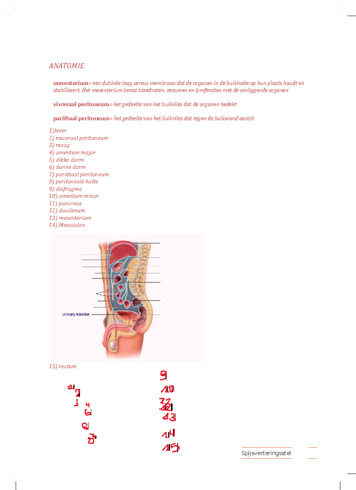Opdracht spijsverteringsstelsel - ANATOMIE mesenterium= een dubbele ...