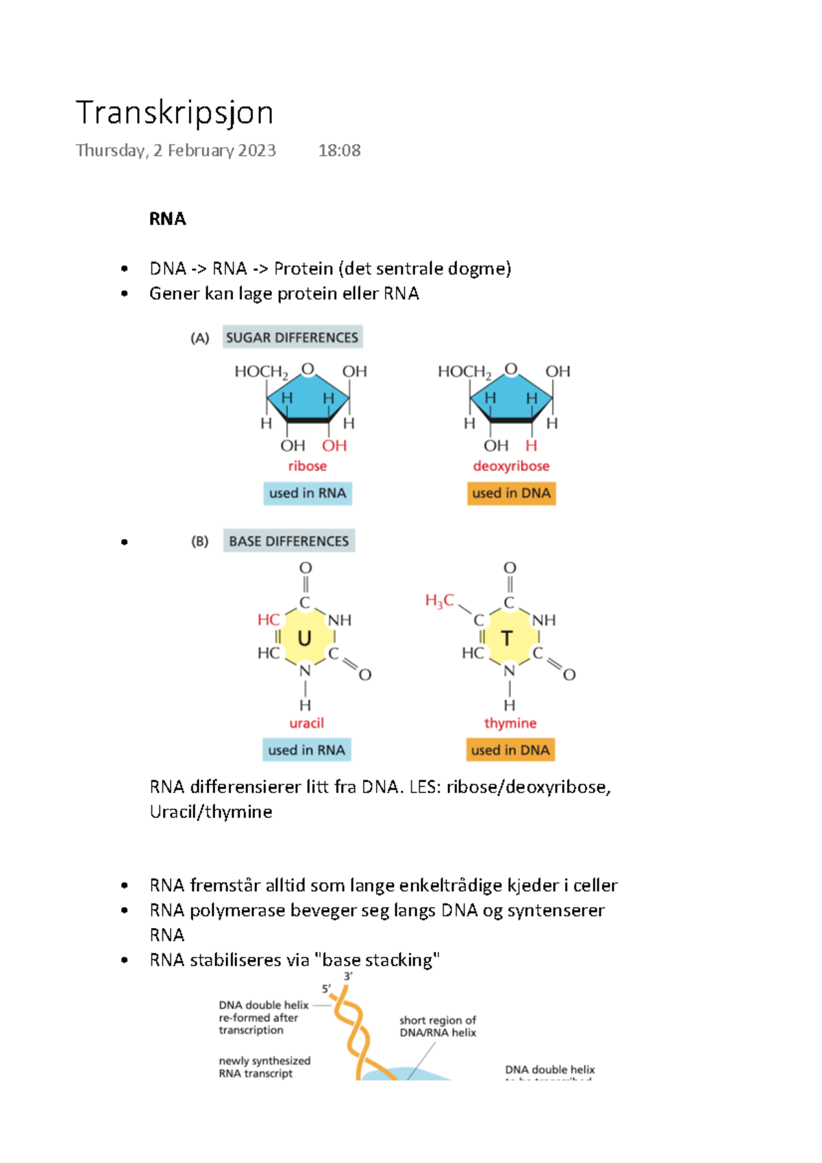 Transkripsjon - Sammendrag fra ECB. - Essential Cell Biology - RNA DNA ...