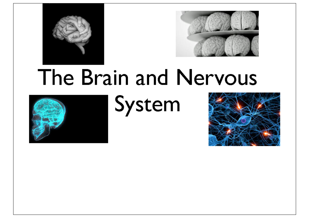 Biology psychology week 3 lecture - The Brain and Nervous System ...