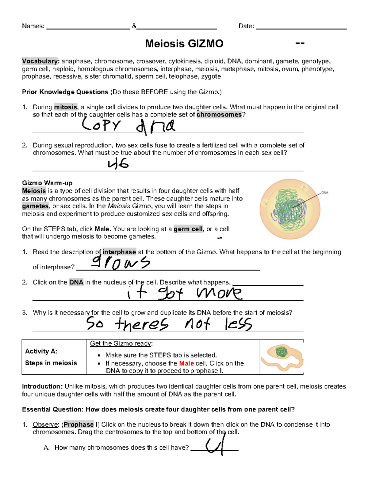 Meiosis+Gizmo - Gizmo - Names: & Date: Meiosis GIZMO Vocabulary ...