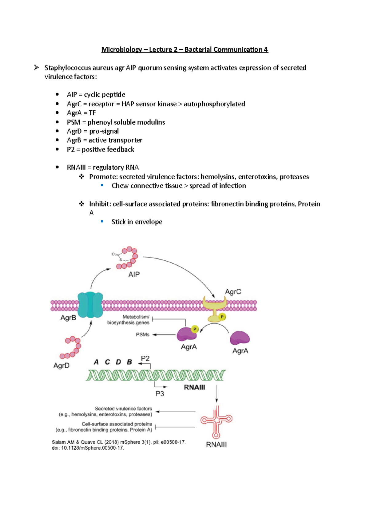 Microbiology – Lecture 2 – Bacterial Communication - 4 - Microbiology ... Microbiology – Lecture 2 – Bacterial Communication - 4 - Microbiology ...