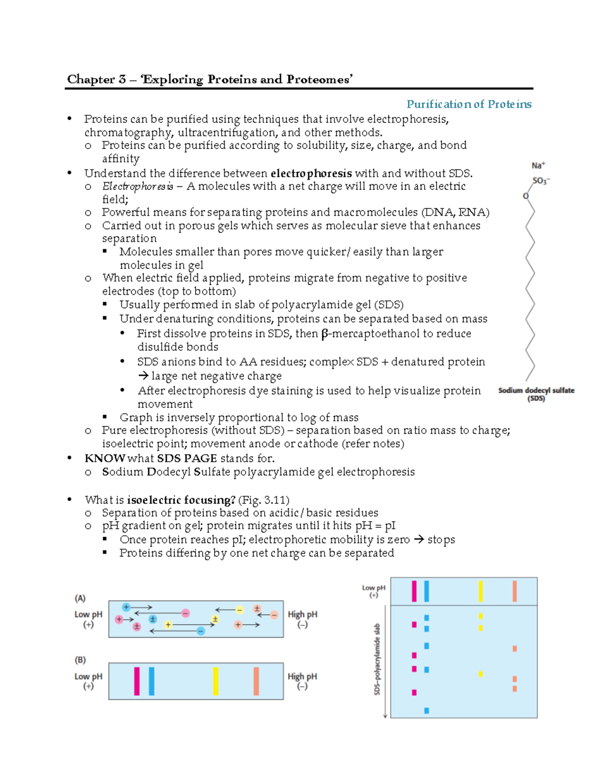 Chapter 3 Exploring Proteins and Proteomes - Chapter 3 – ‘Exploring Proteins and Proteomes ...