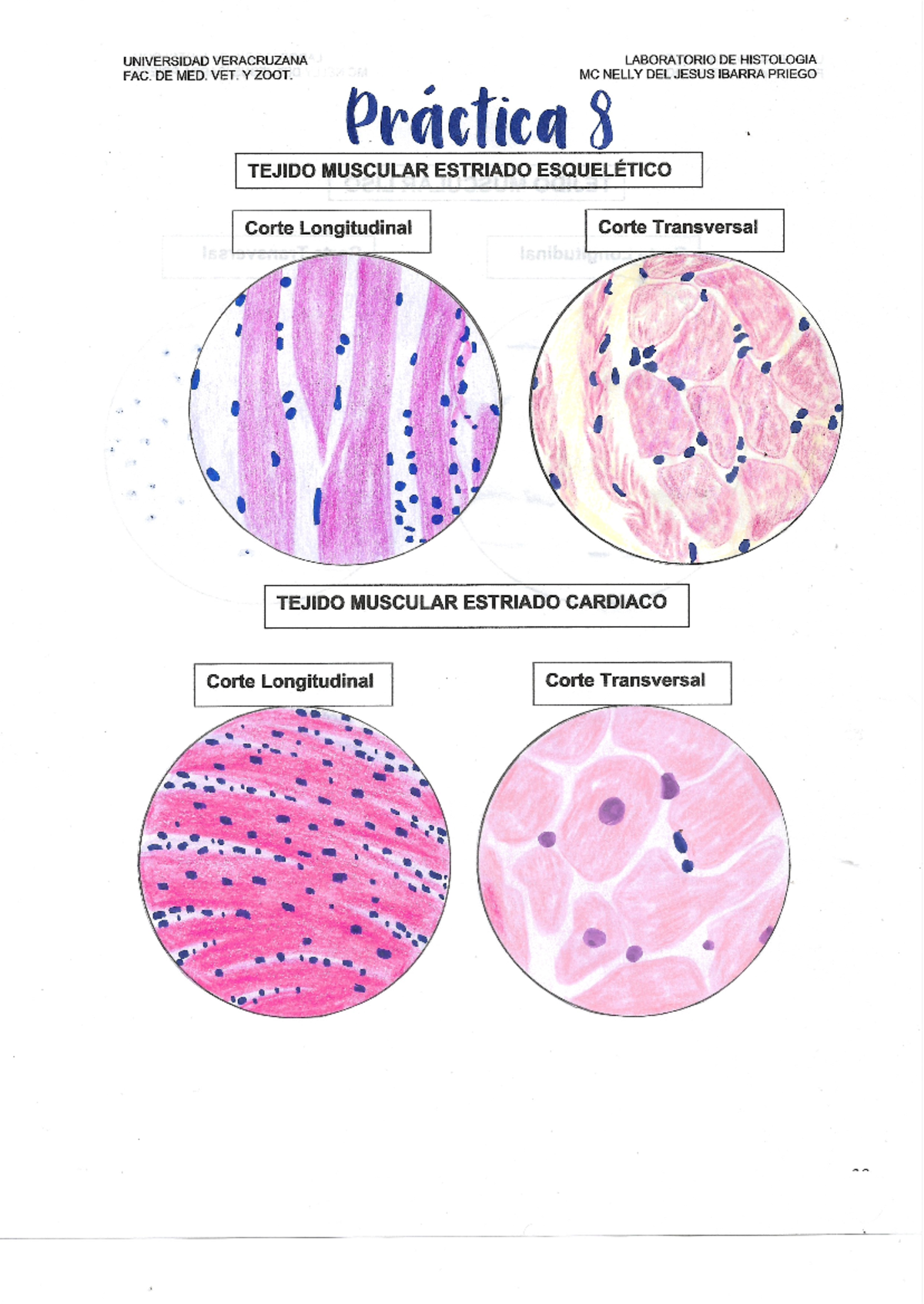 Práctica 8 Toledo Fradia - Histologia, Citologia Y Embriologia - Studocu