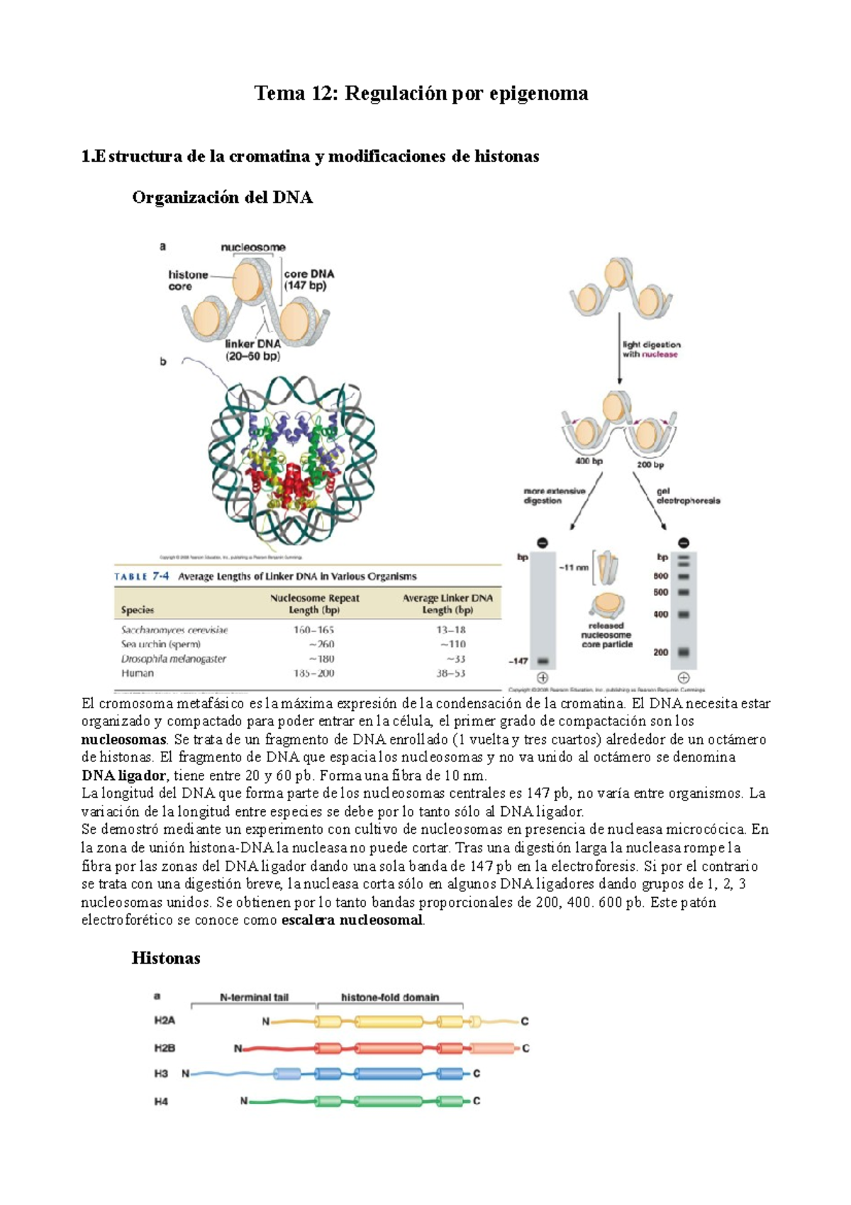 Tema 12 Regulación por el epigenoma - Tema 12: Regulación por epigenoma ...