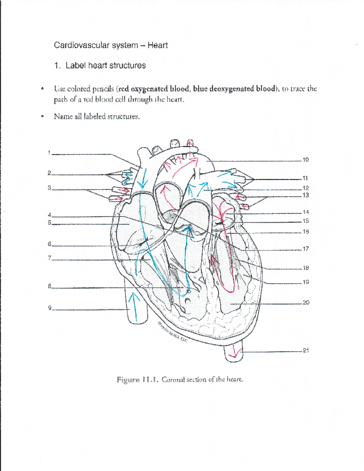 Heart labeling diagram - 2202 - Studocu