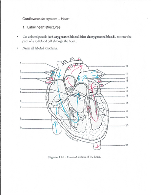 [Solved] trace the path of blood through the heart naming chambers ...