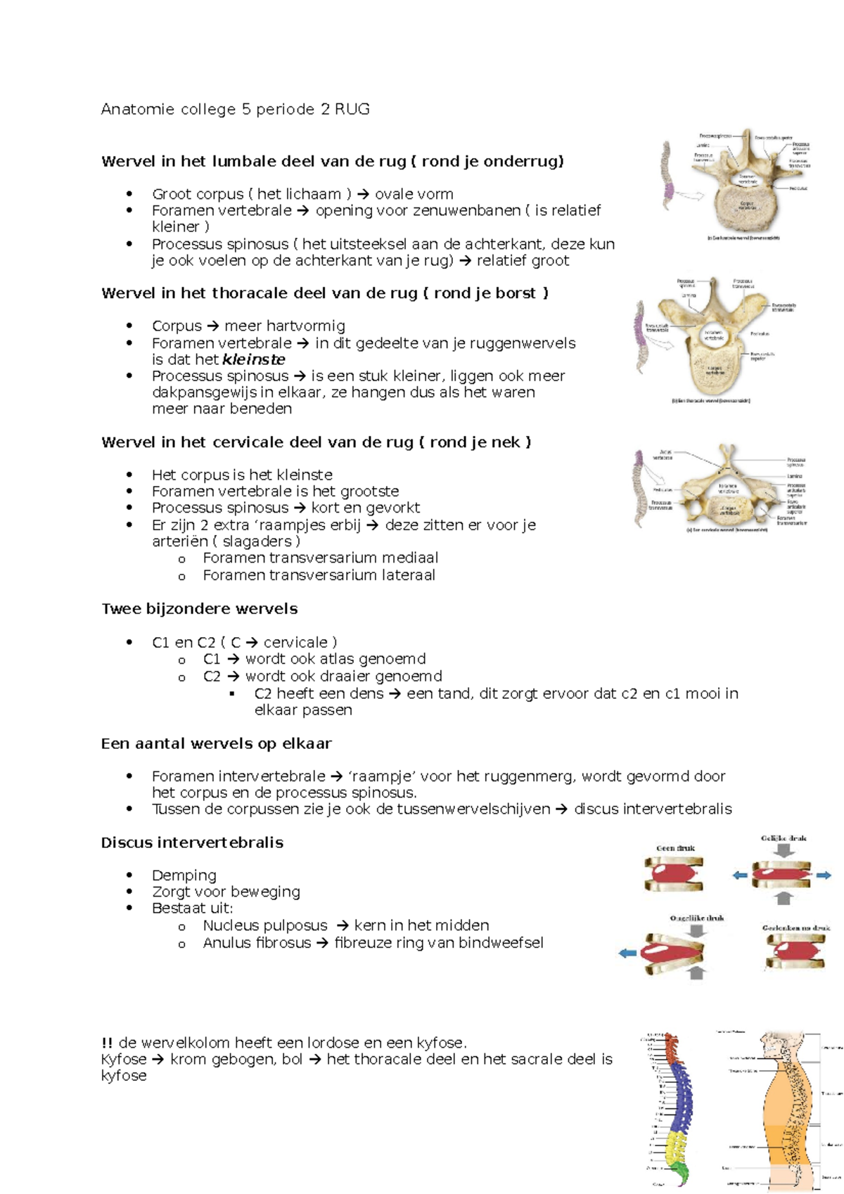 Anatomie periode 2 college 5 RUG - Anatomie college 5 periode 2 RUG ...