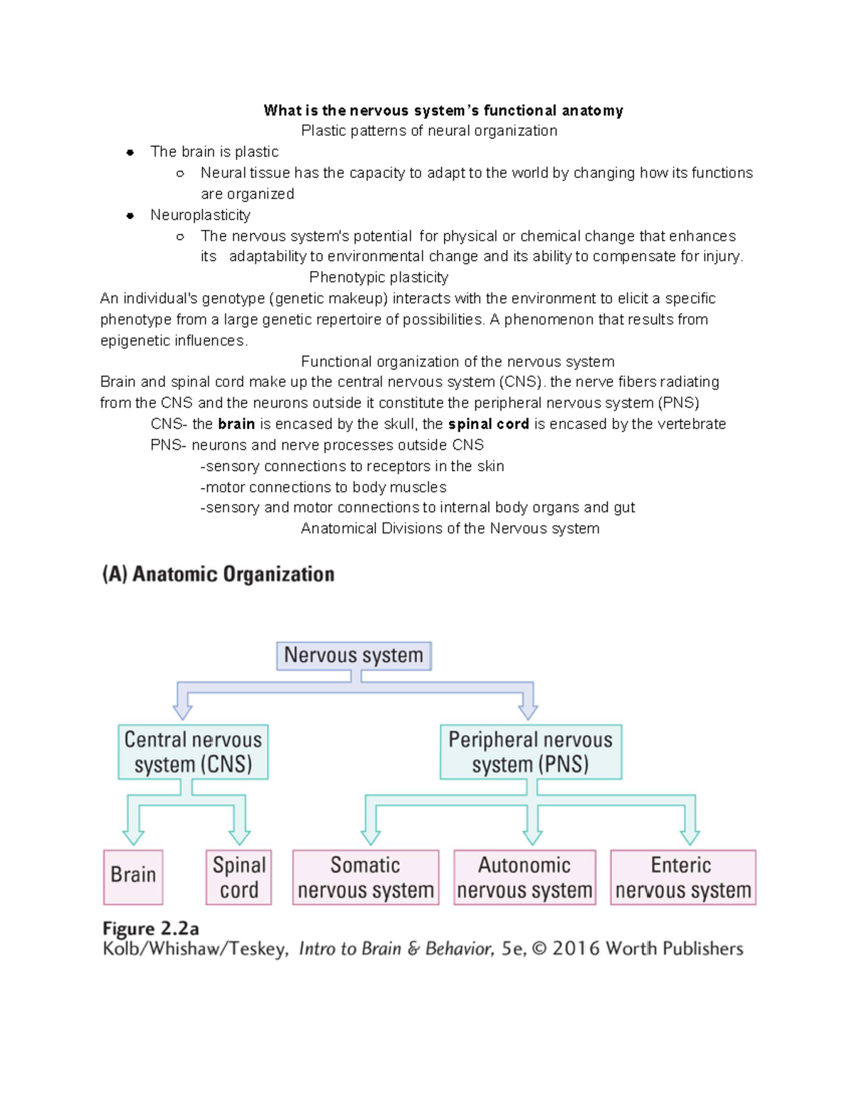 Psych 360 lecture - What is the nervous system’s functional anatomy ...