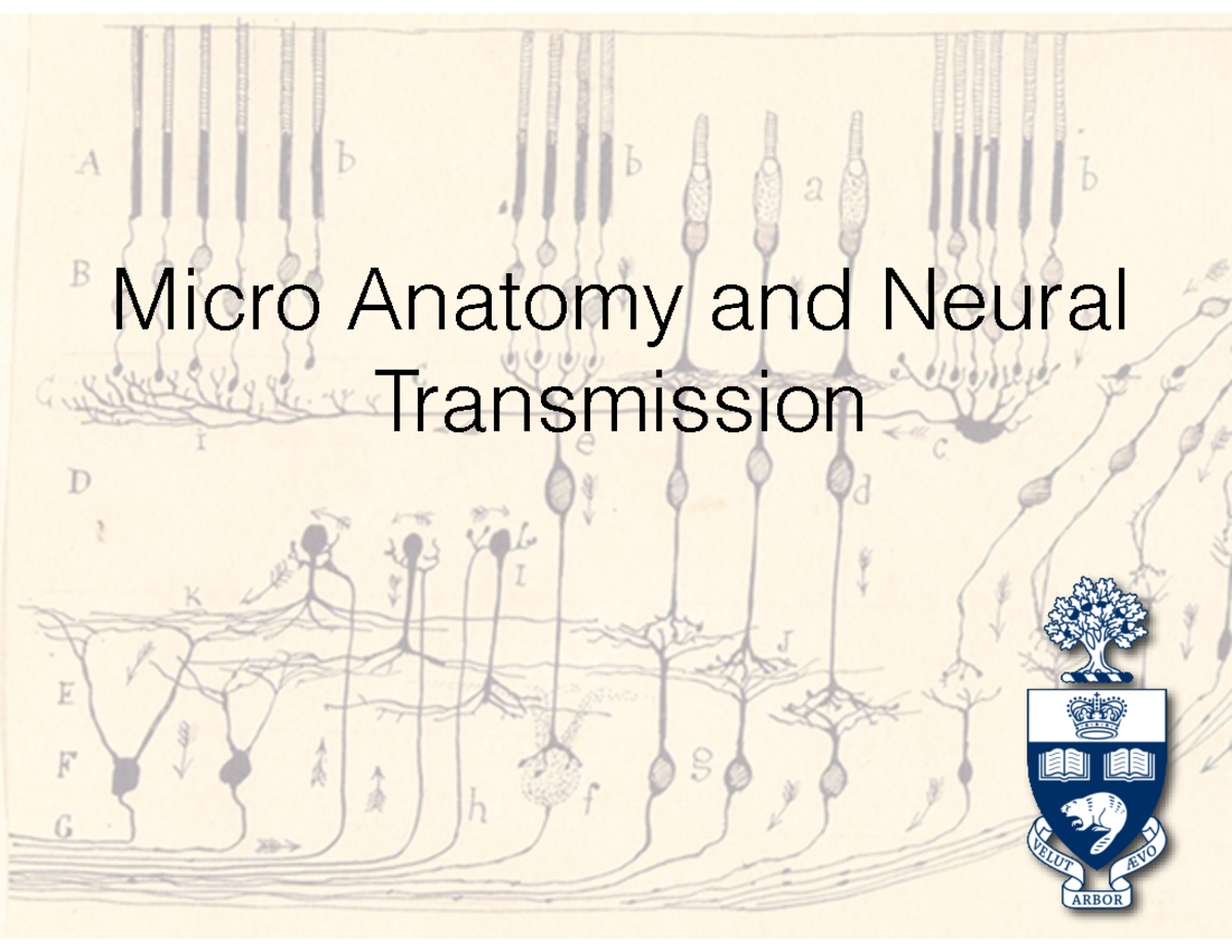 Psy290 Lecture 3-Microanatomy Summer 2021-2 - Micro Anatomy and Neural ...