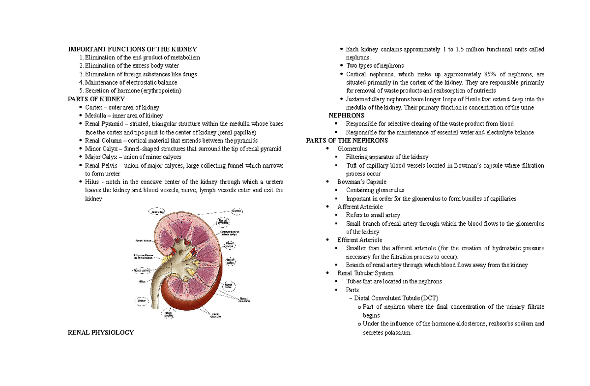 2. Renal Function - Board Exam Reviewer - IMPORTANT FUNCTIONS OF THE ...