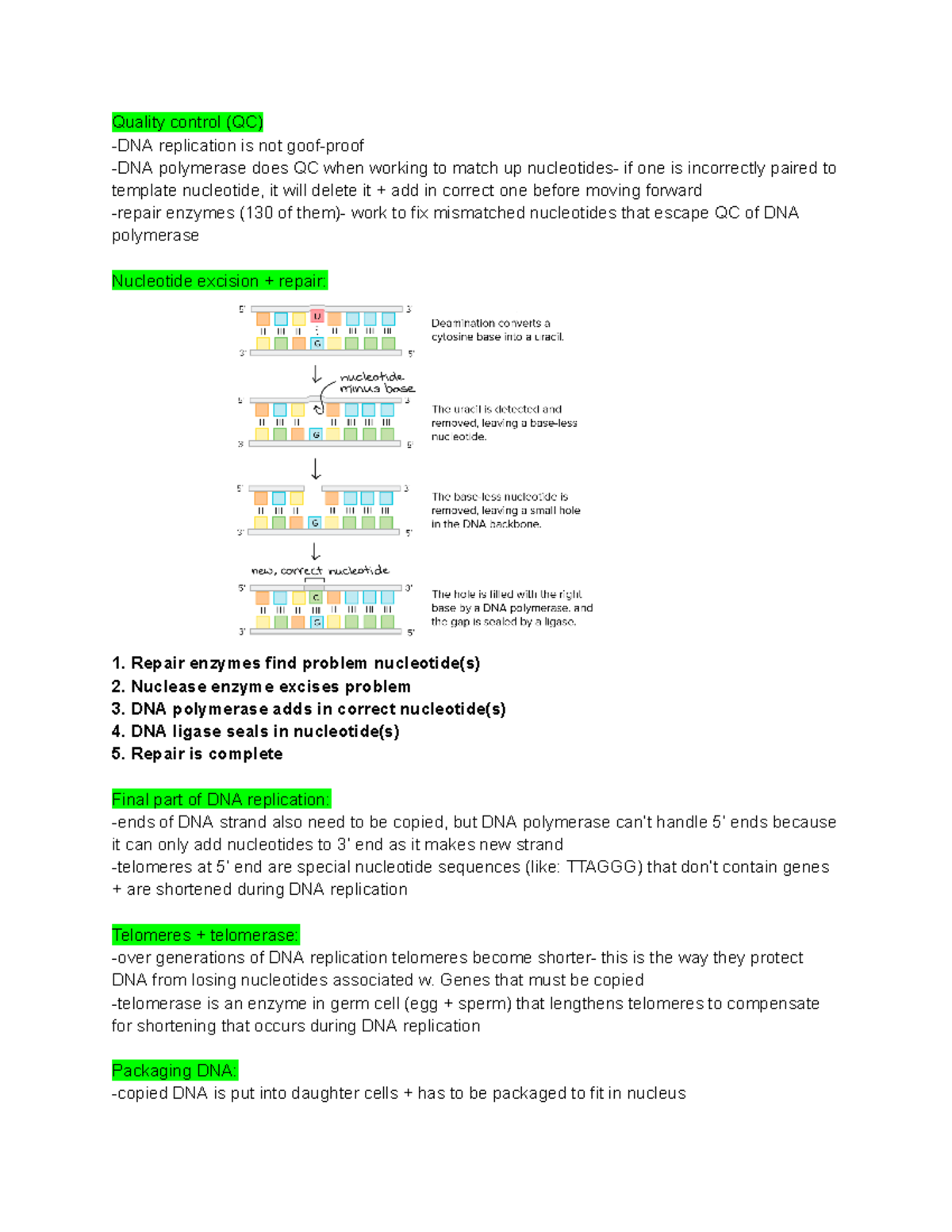 DNA Quality Control + Packaging - Quality control (QC) -DNA replication ...