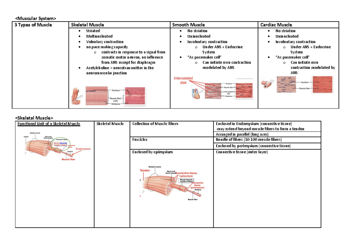 NURS 207 Skeletal Muscle Basic Structure - 3 Types of Muscle Skeletal ...