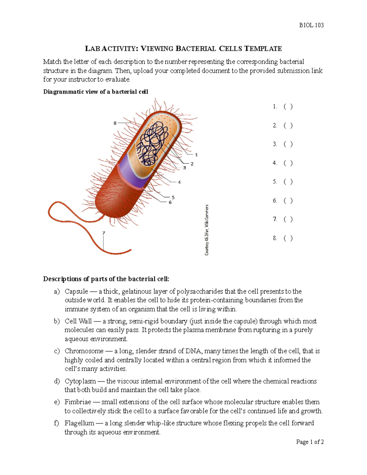 Lab Activity Viewing Bacterial Cells Template - BIOL 103 LAB ACTIVITY ...