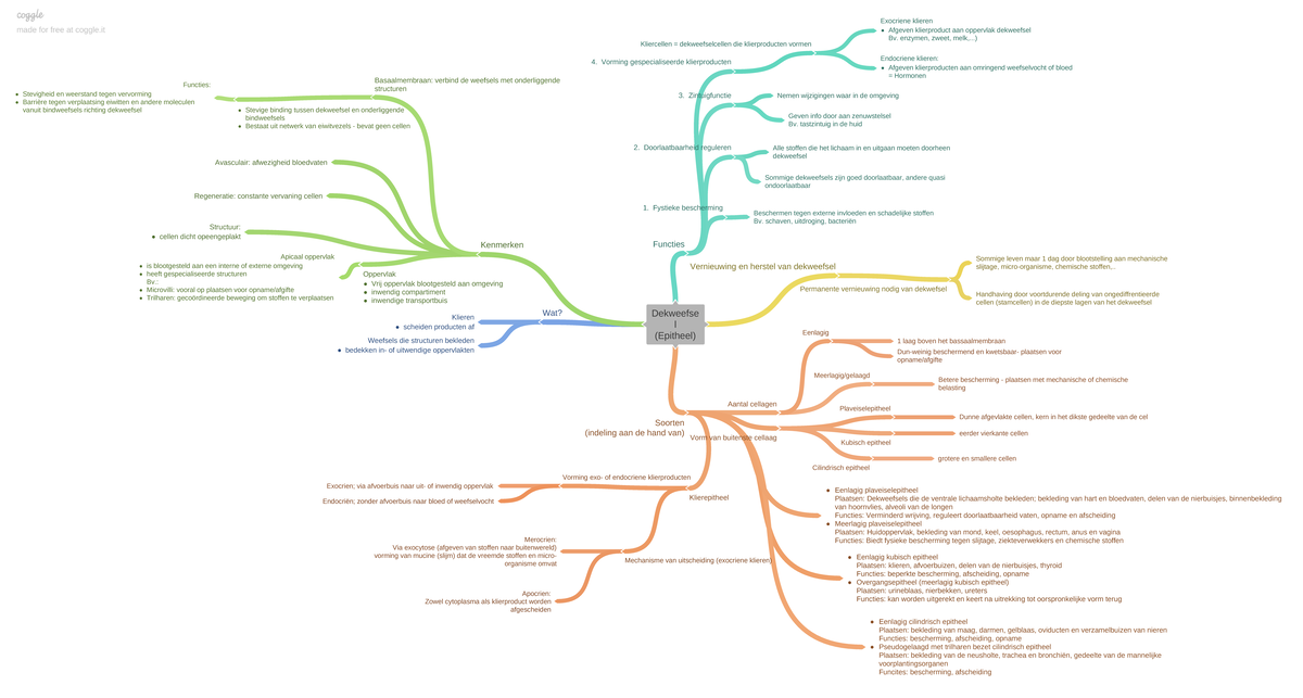 Dekweefsel Epitheel - Samenvatting Anatomie 1 - Dekweefse l (Epitheel ...