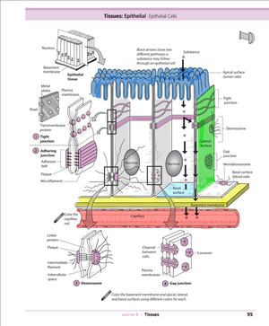 Homework 3 - Cell structure and function - BYS 313L - Studocu