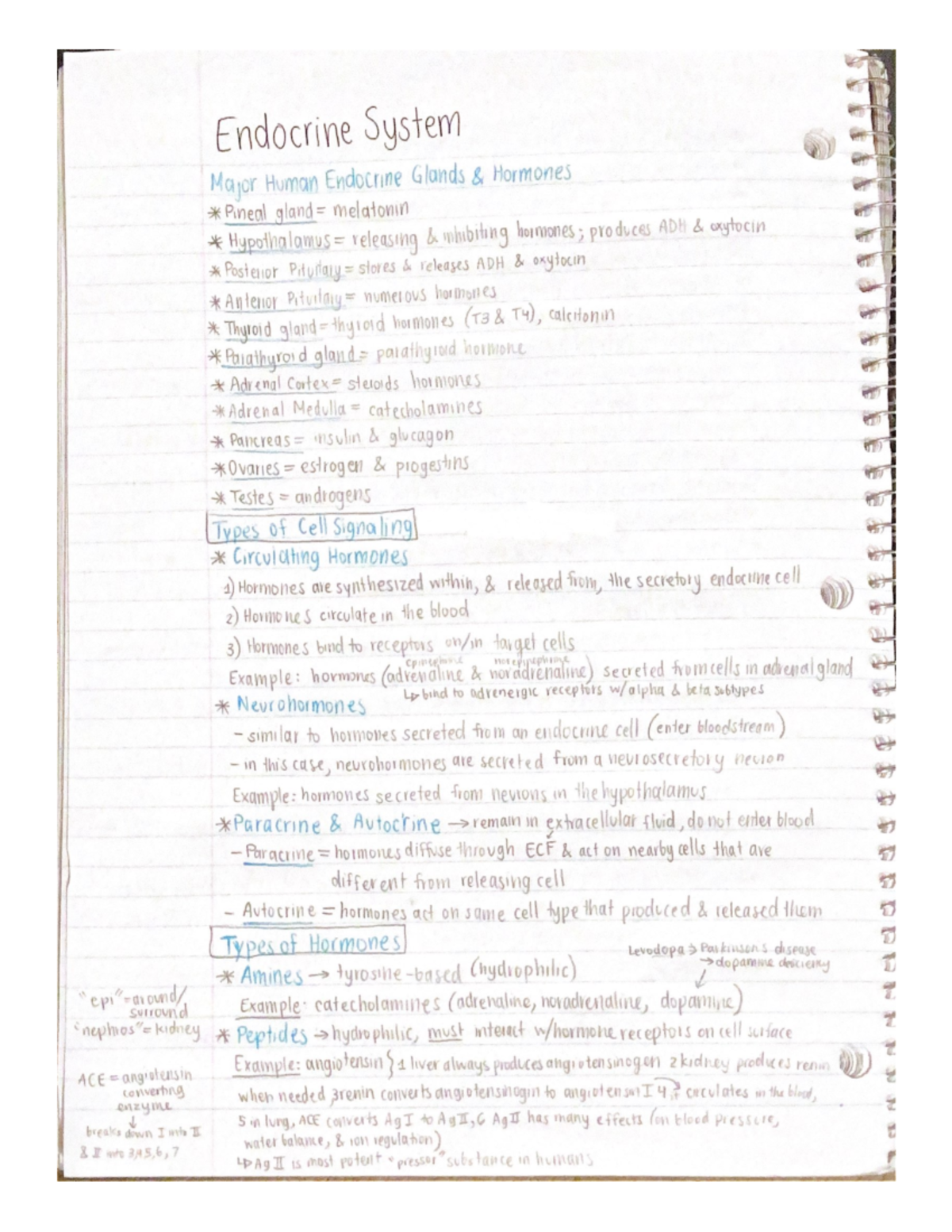 Endocrine System - BIOA02H3 - Studocu