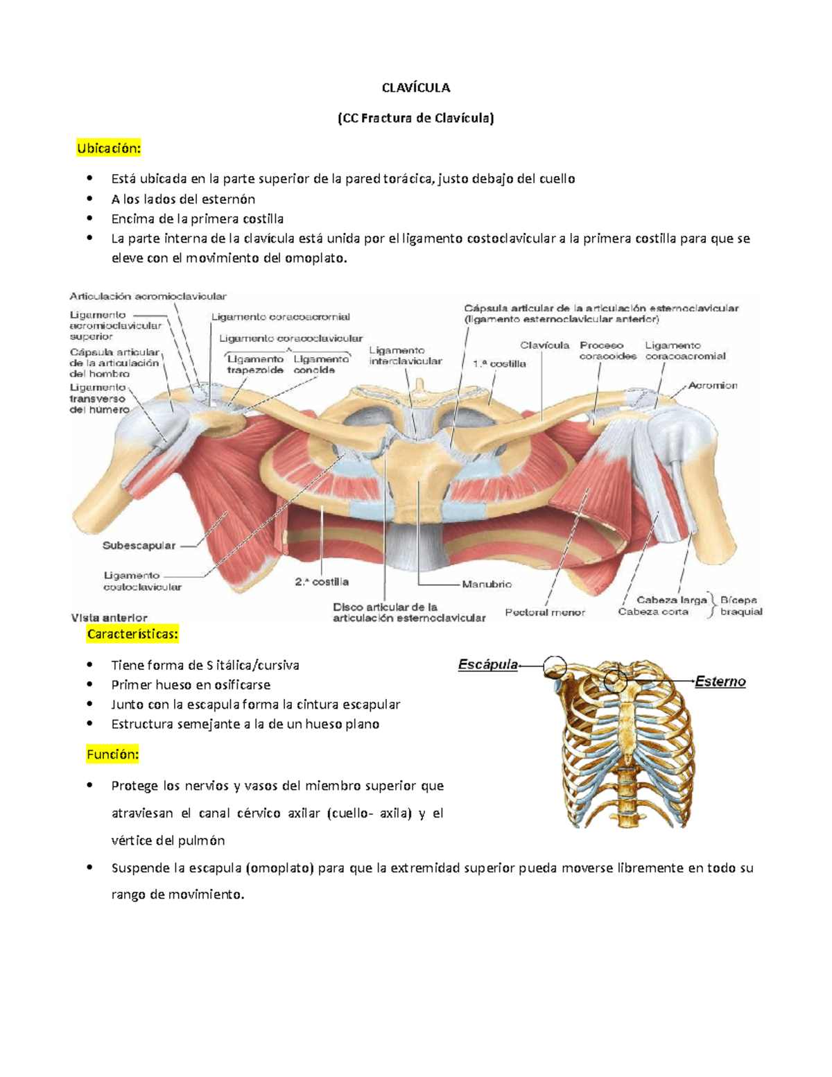 Clavícula - CLAVÍCULA (CC Fractura de Clavícula) Ubicación: Está ...
