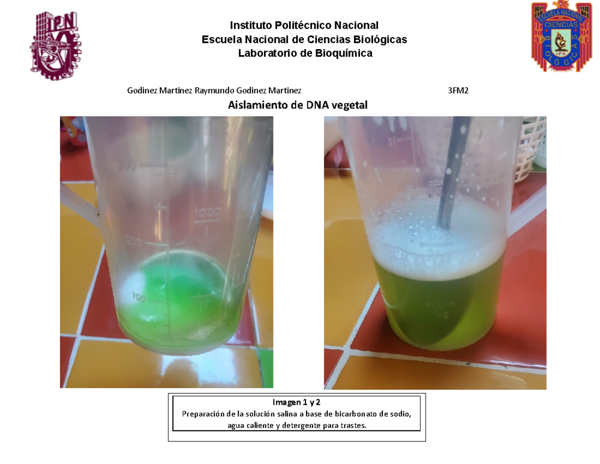 Experimento Práctica aislamiento de DNA vegetal - Instituto Politécnico Nacional Escuela ...