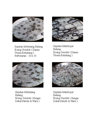 Plant morphology - 1 Background In everyday life, people have many ...