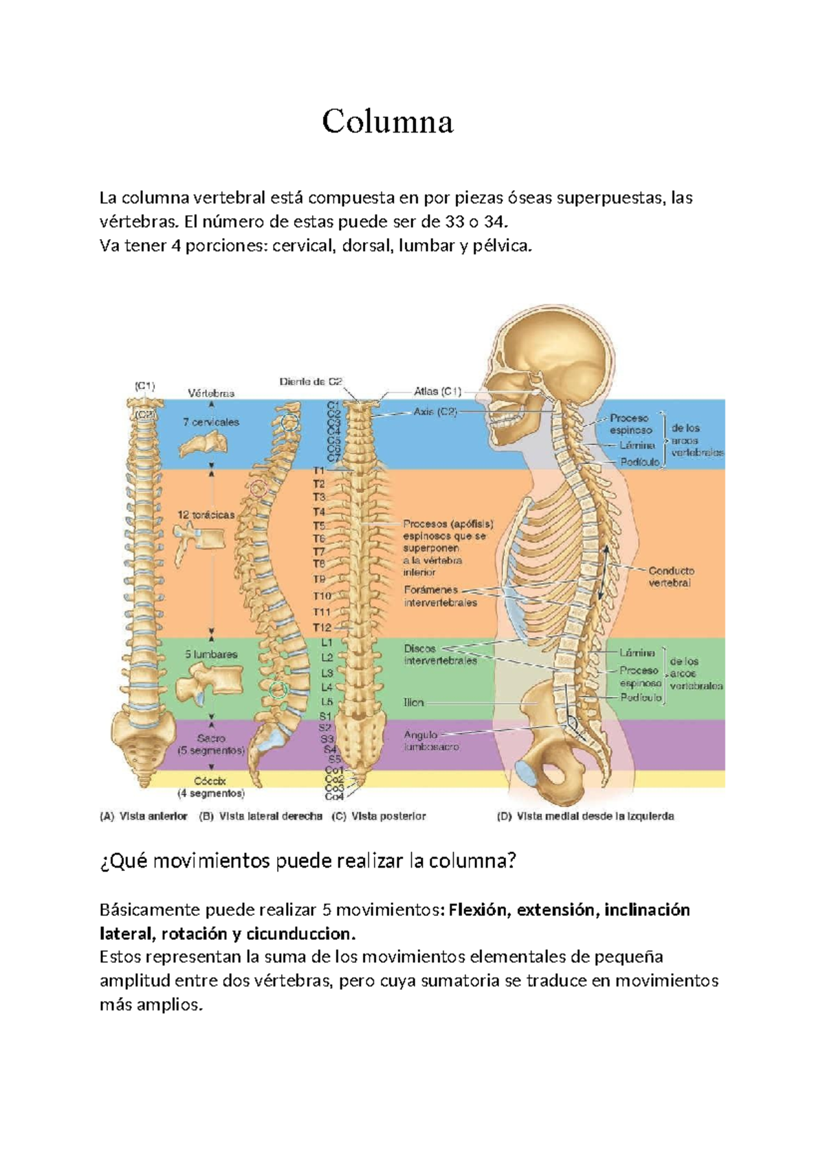 Columna - Resumen Anatomía humana - Columna La columna vertebral está ...
