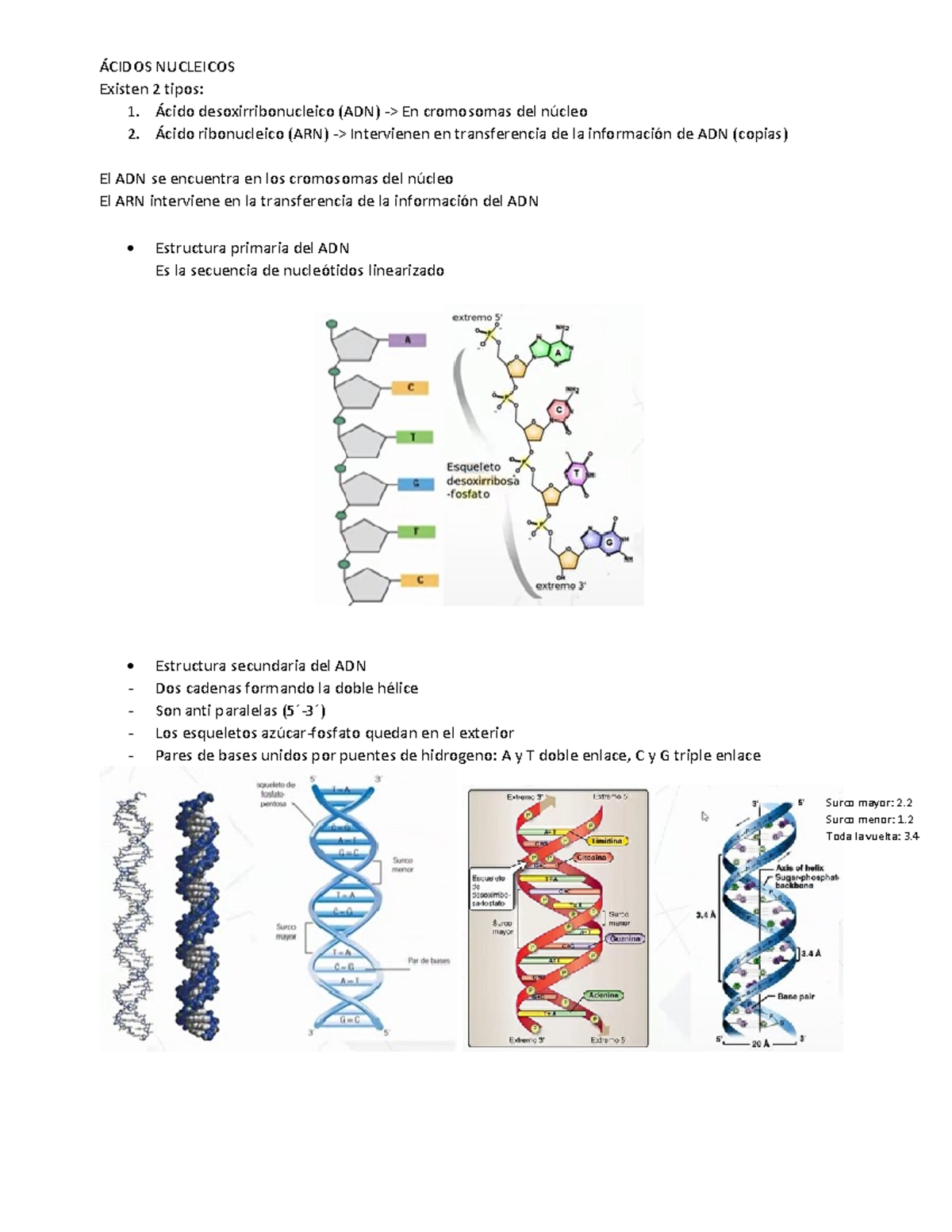 Apuntes Parcial 2 Biología - ¡CIDOS NUCLEICOS Existen 2 tipos: 1. ¡cido ...