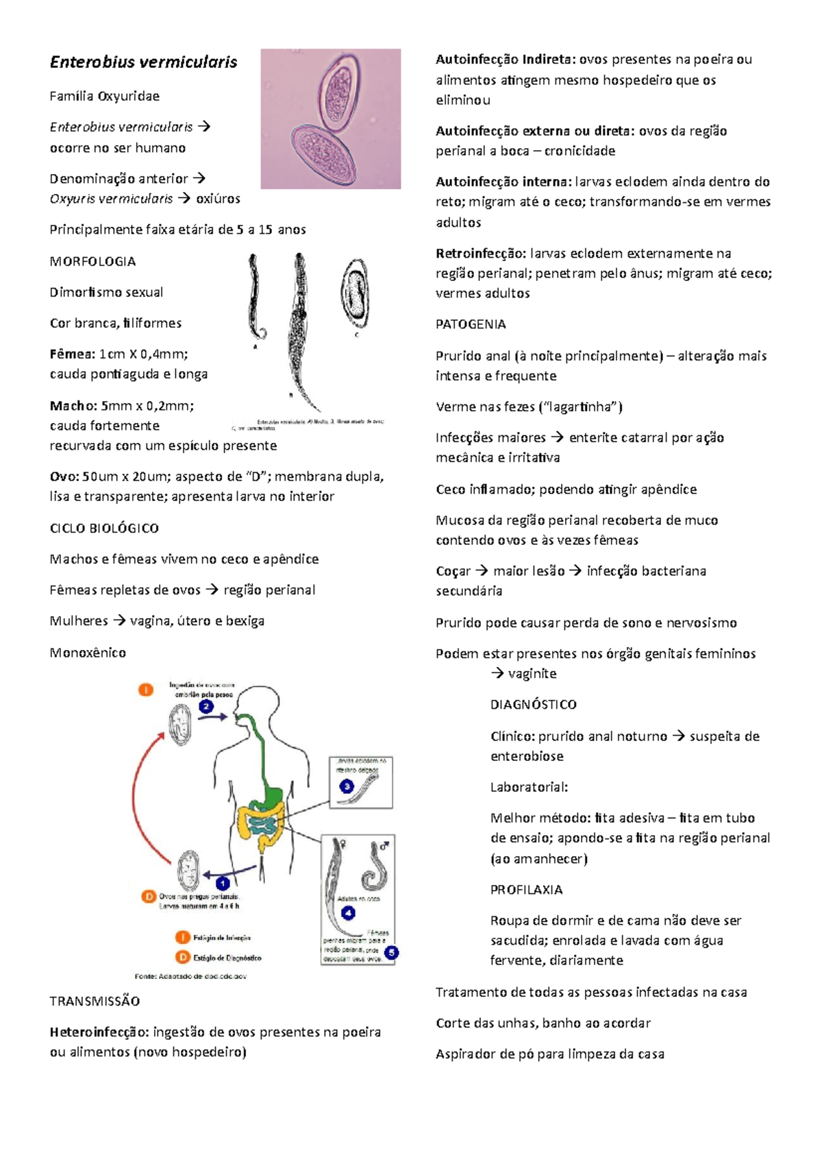 Enterobiose e filariose - Enterobius vermicularis Família Oxyuridae ...