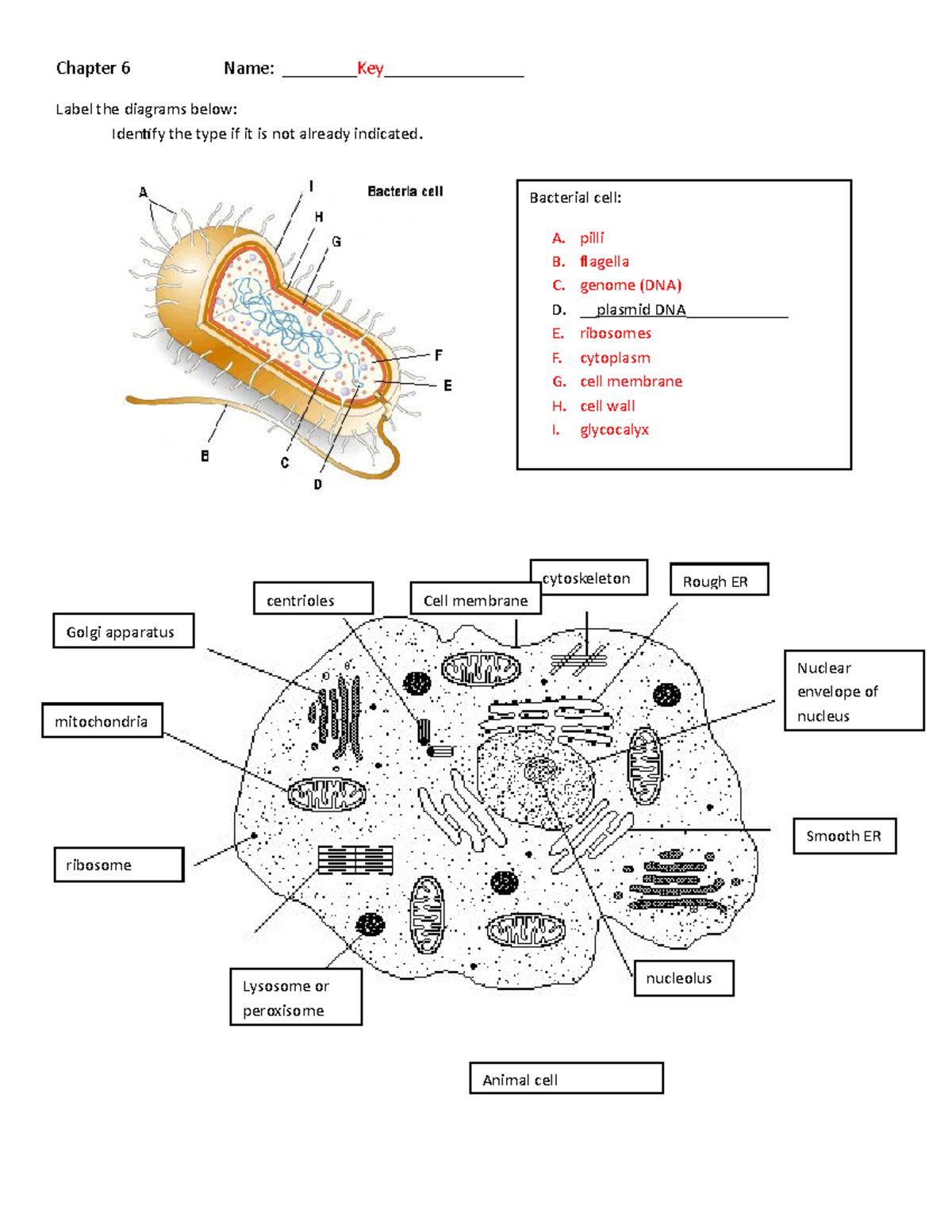 Chapter 6 worksheet-key - Chapter 6 Name: Key_______ Label the diagrams ...