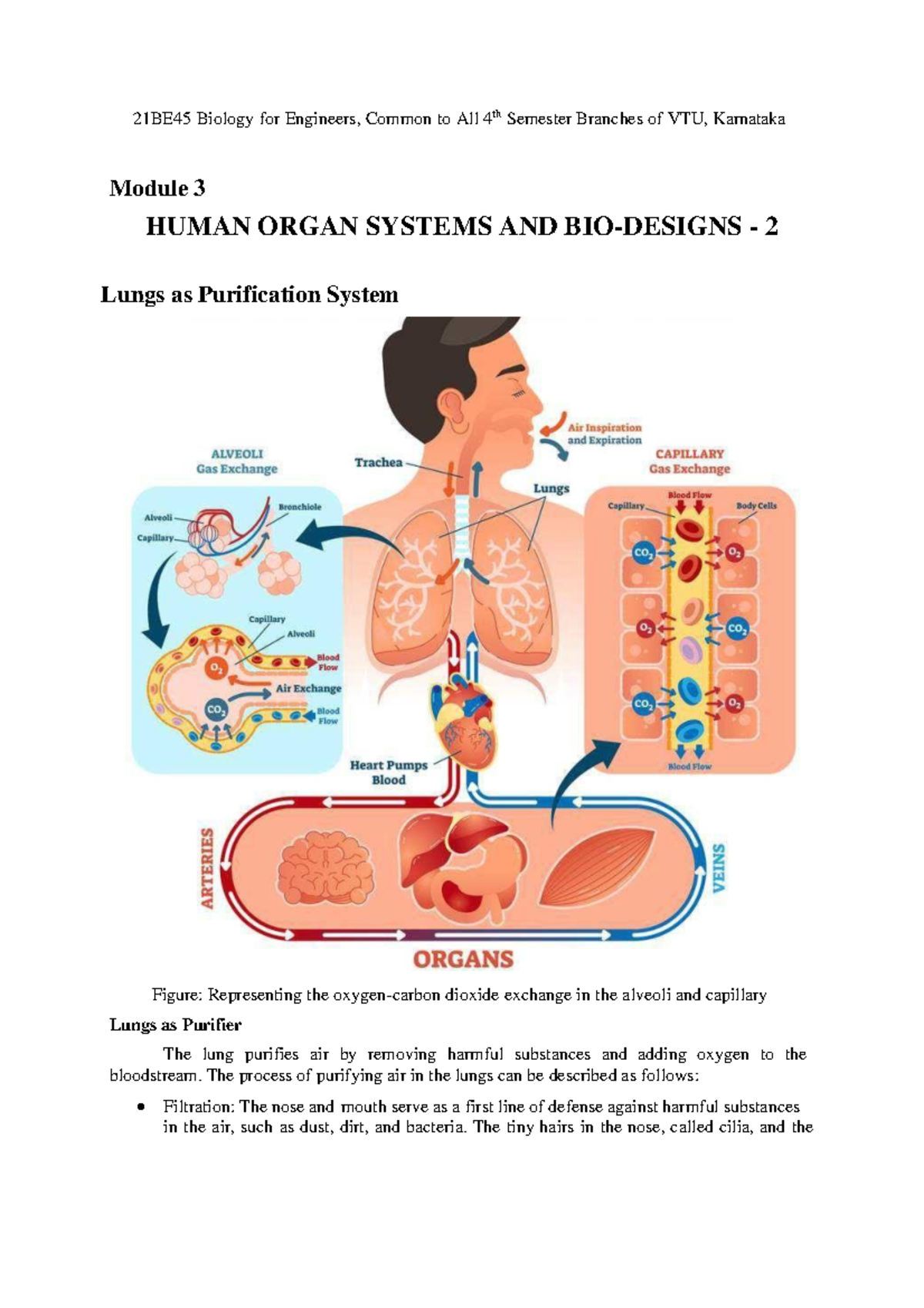 Module 3 Biology - Module 3 HUMAN ORGAN SYSTEMS AND BIO-DESIGNS - 2 ...