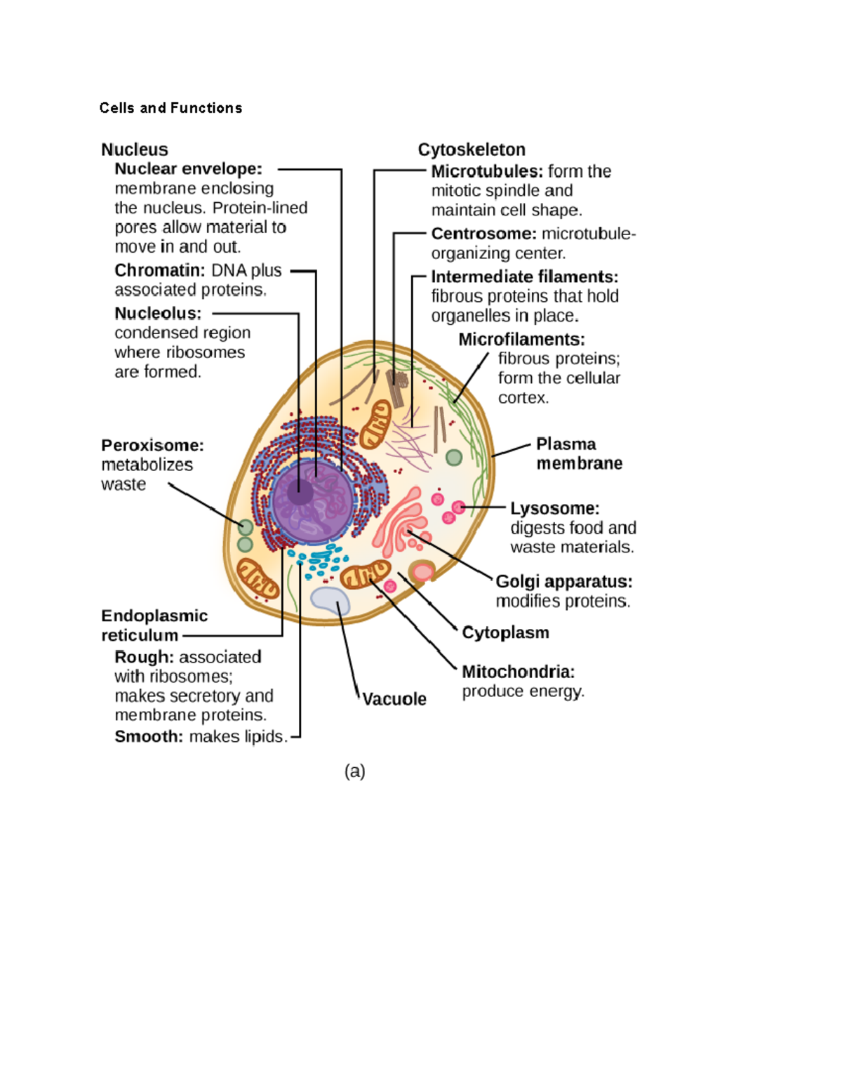 Bio 1202 Lab Final Review - Cells and Functions Field of View 𝐹𝑂𝑉𝐿𝑜𝑤𝑒𝑟 ...