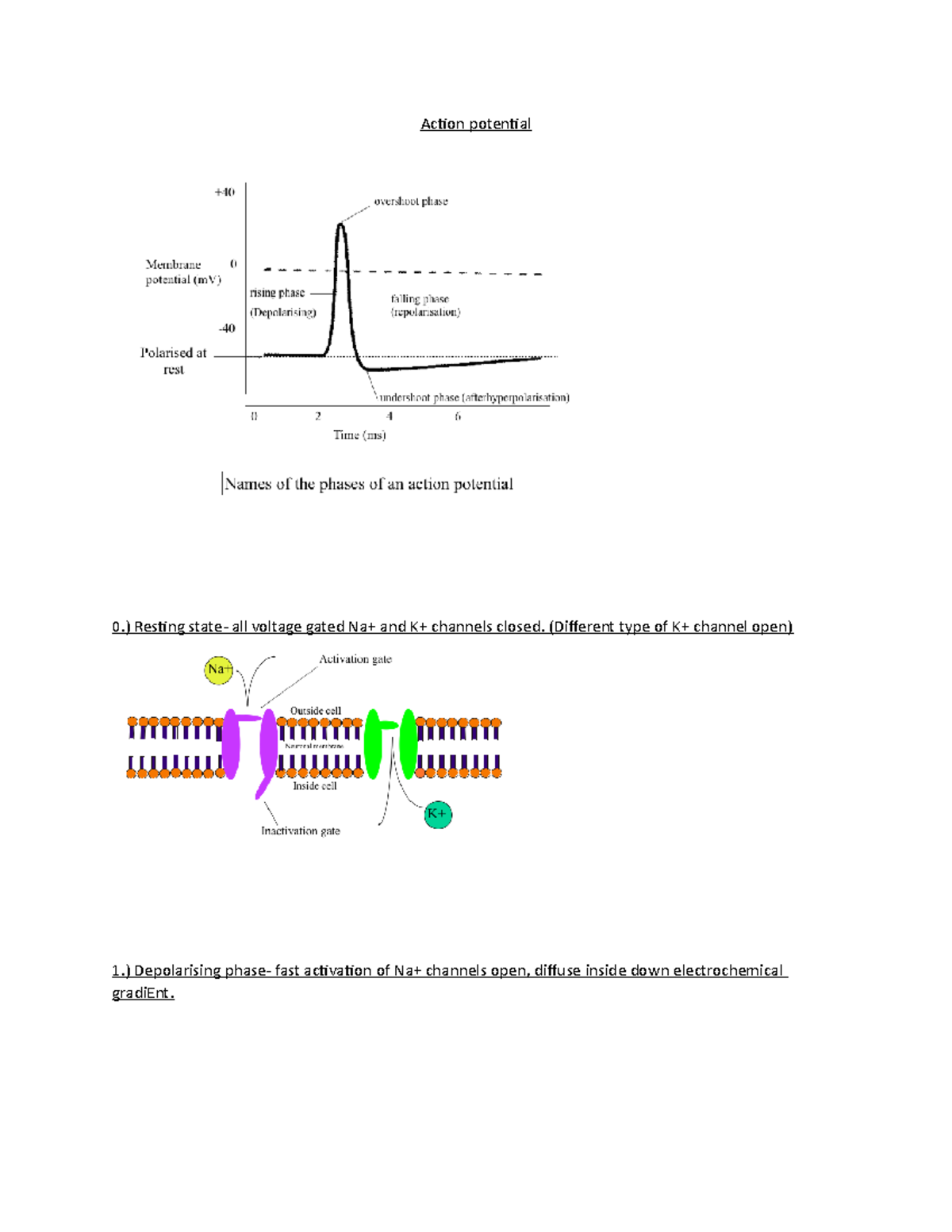 Biology of the mind- Lecture 5- Action potential - BMSC1210 - Action ...