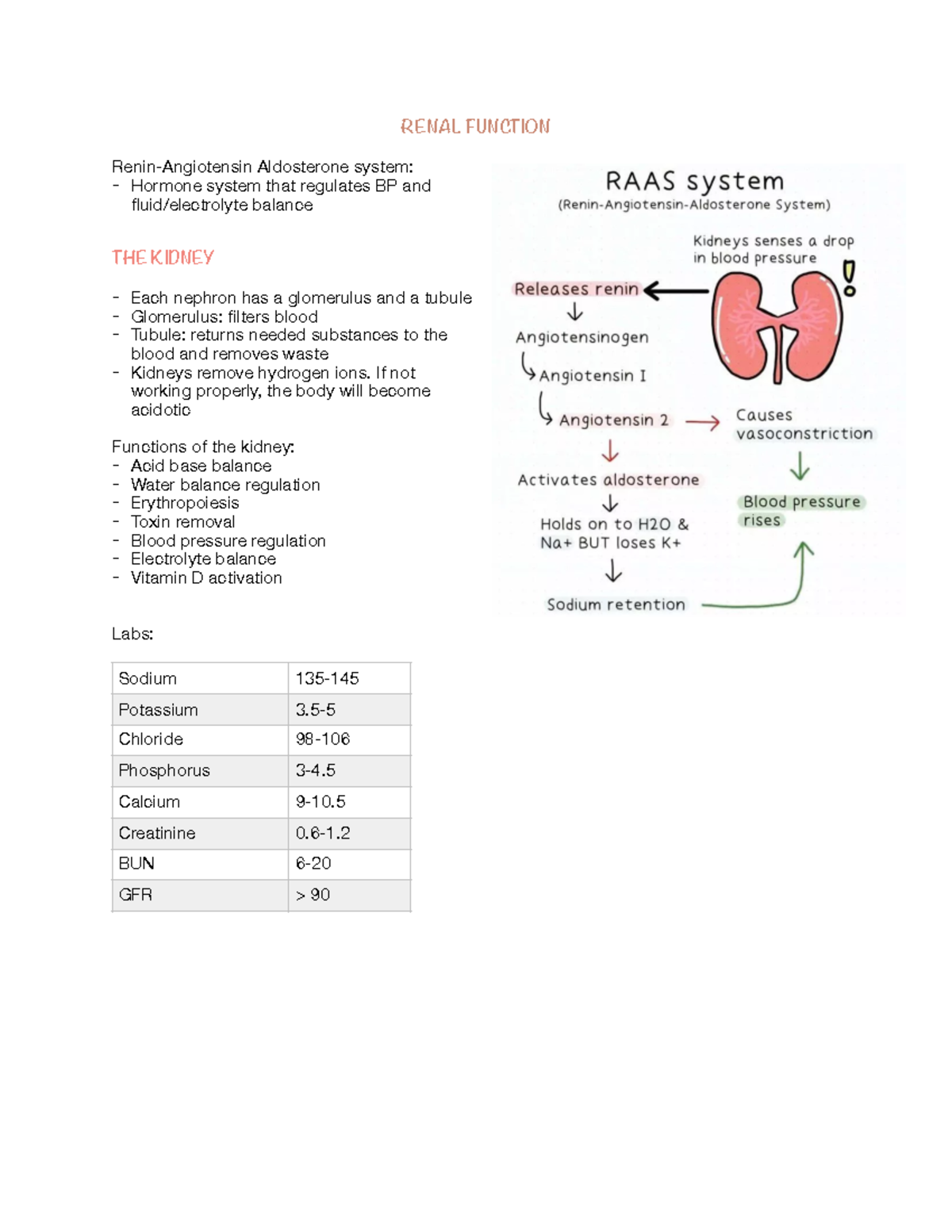 MS2 Renal - see file - RENAL FUNCTION Renin-Angiotensin Aldosterone ...