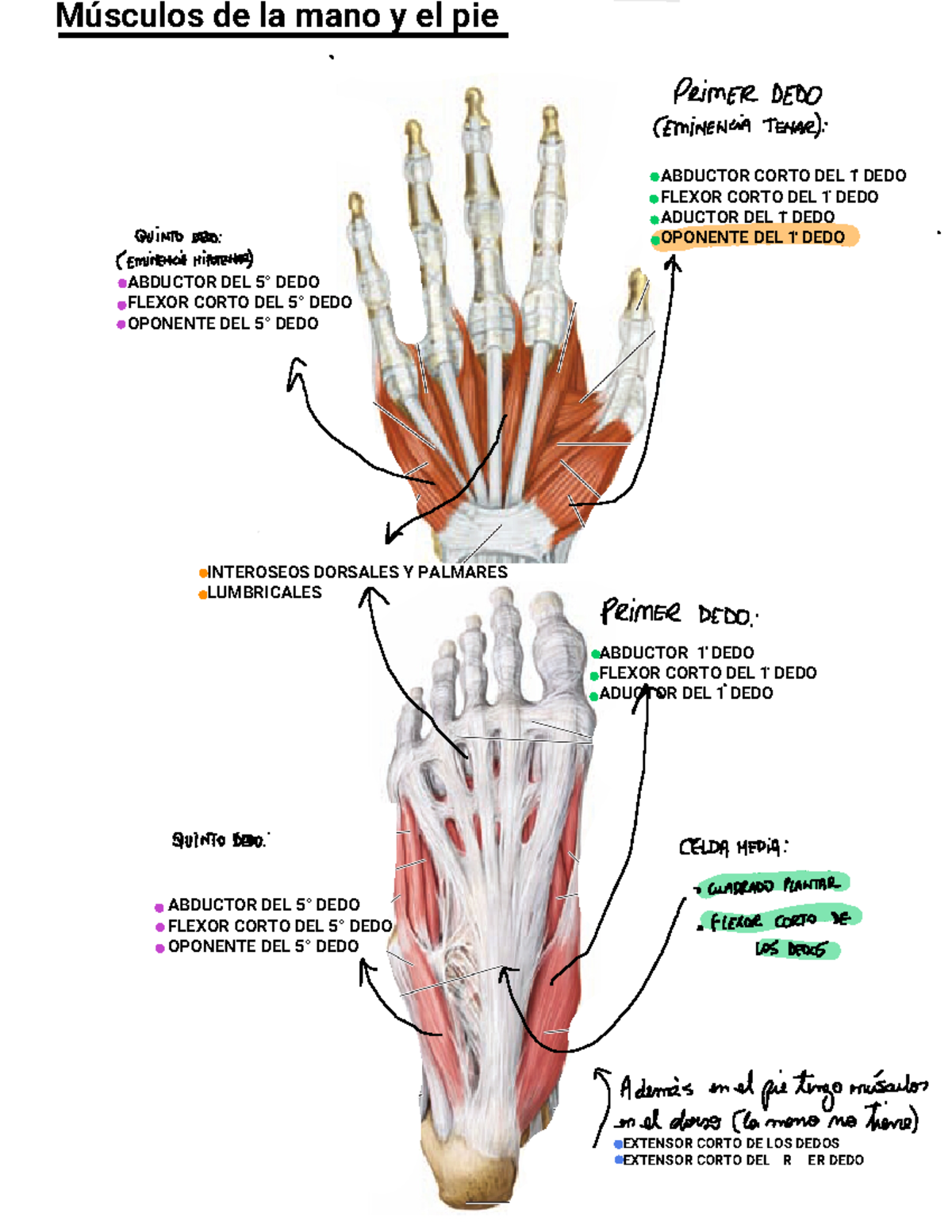 Manopie - Mano y pie - Anatomía - Studocu