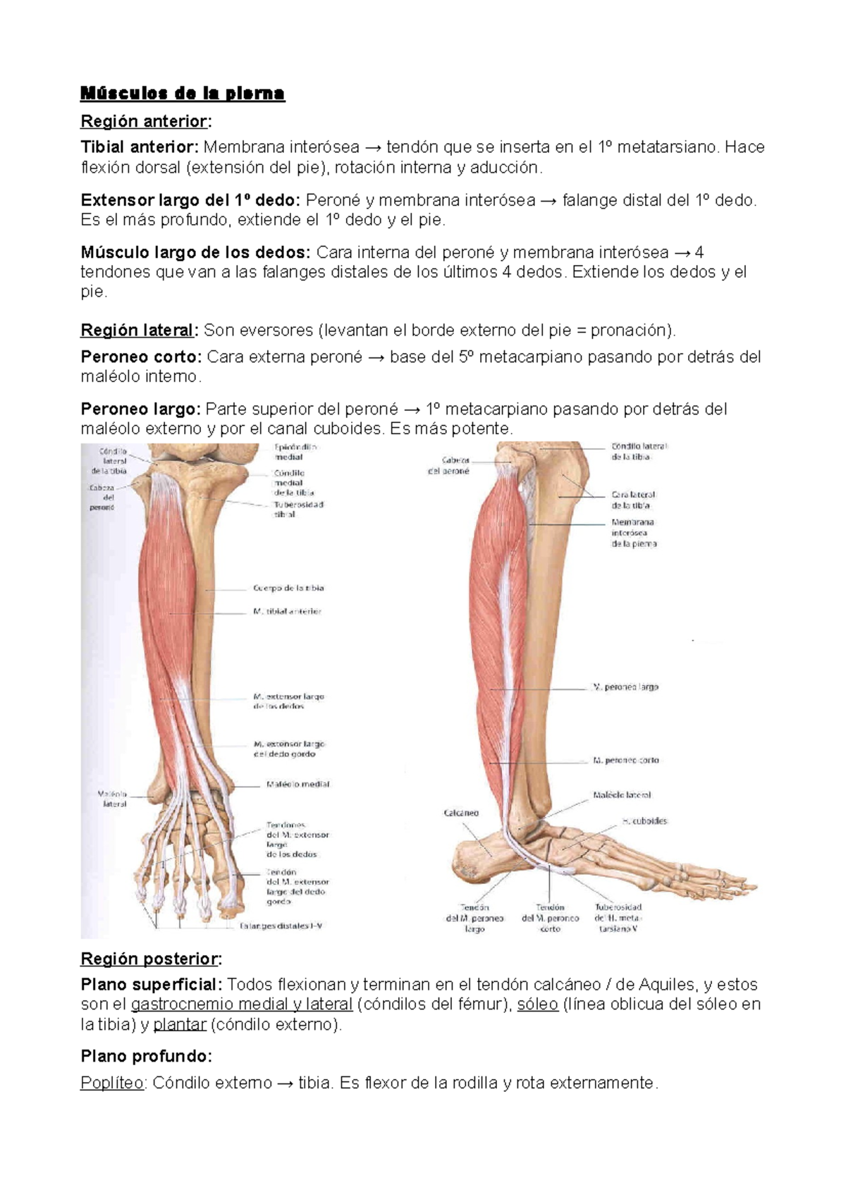 Músculos. Pierna y pie - Profesora Ana Belloso, Unizar, Enfermería ...