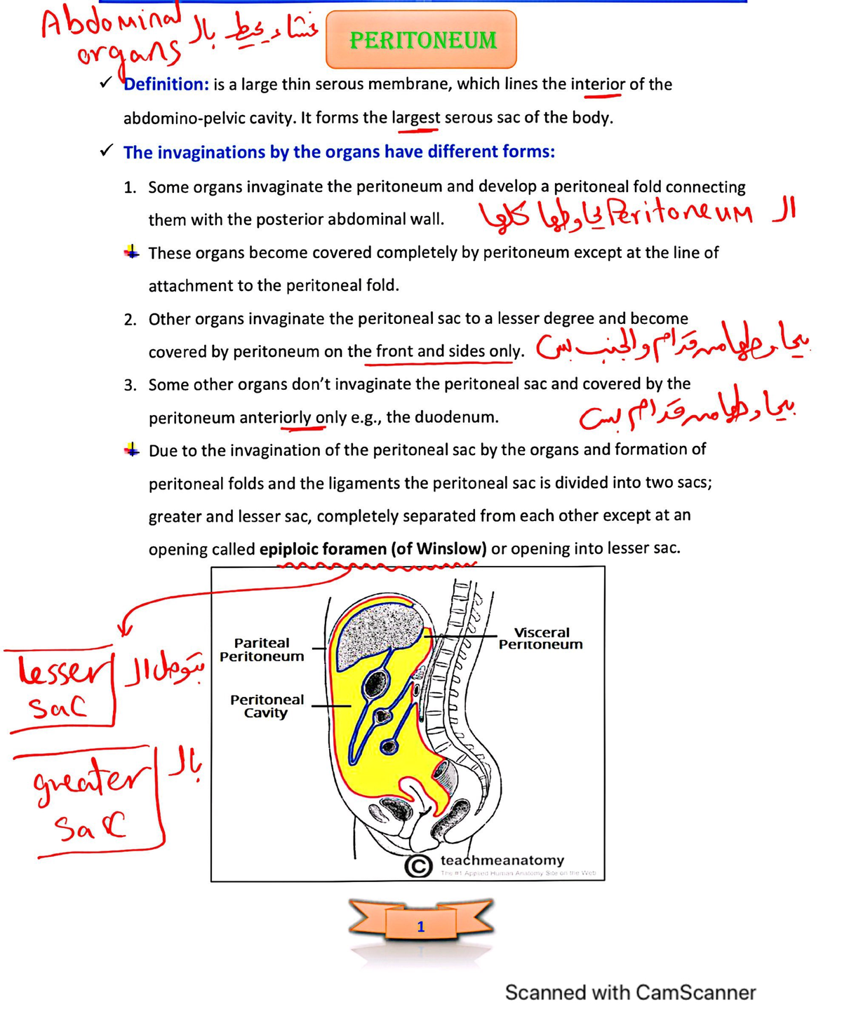 Peritoneum - Anatomy - Studocu