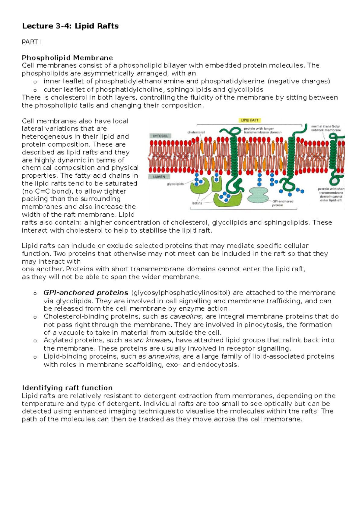 ANAT332- Cellular Biology. Module One; Lipid Rafts - Cell Biology ...